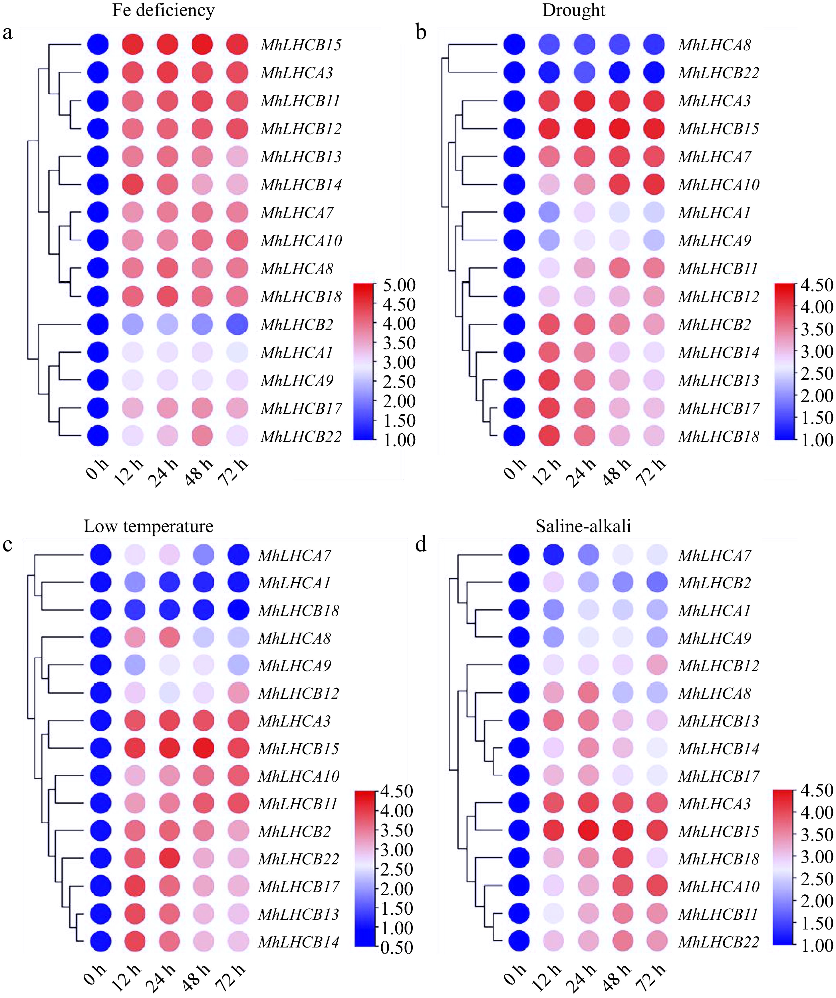 Identification of MhLHC gene family under iron (Fe) deficiency stress ...