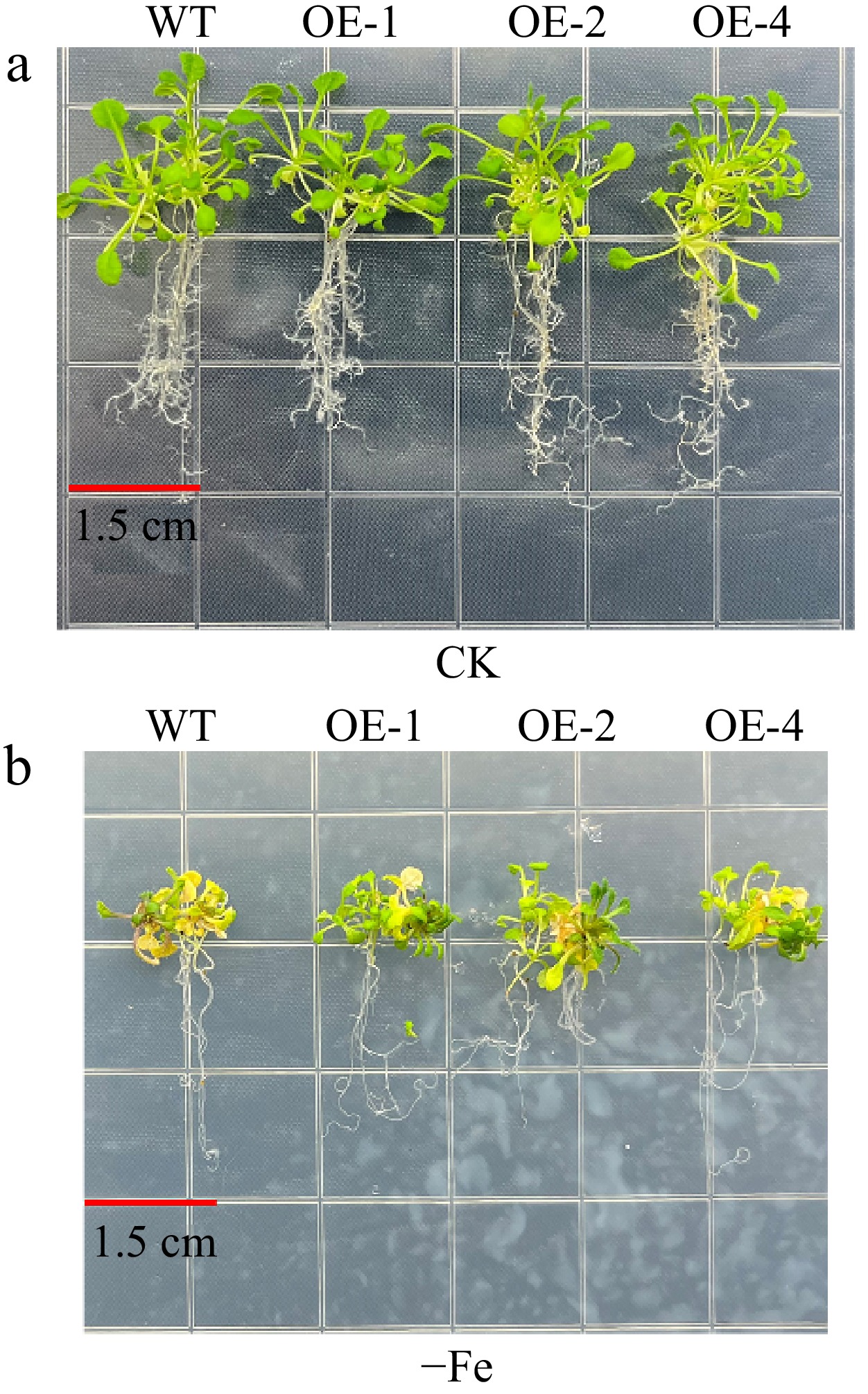 Identification of MhLHC gene family under iron (Fe) deficiency stress ...