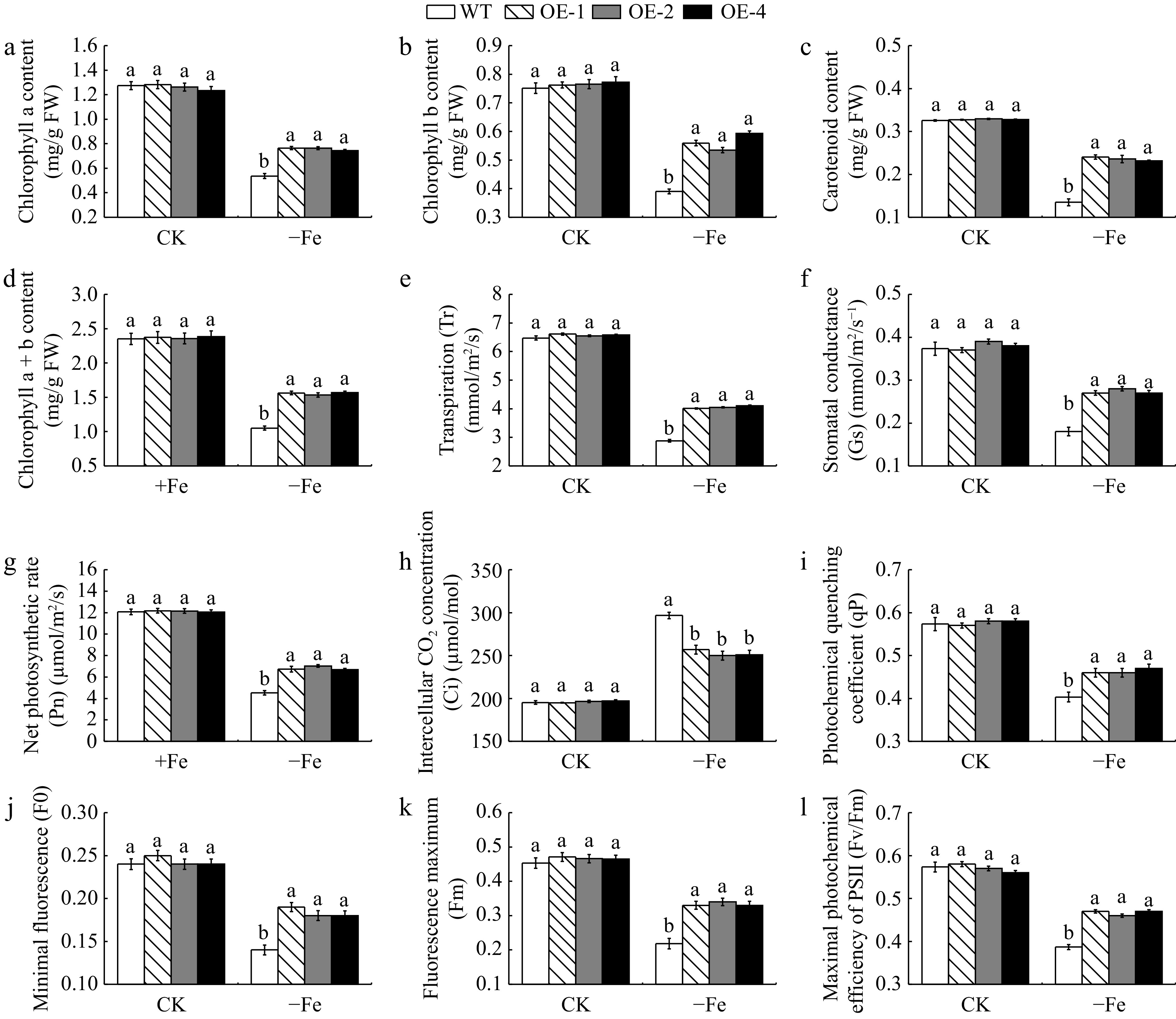 Identification of MhLHC gene family under iron (Fe) deficiency stress ...