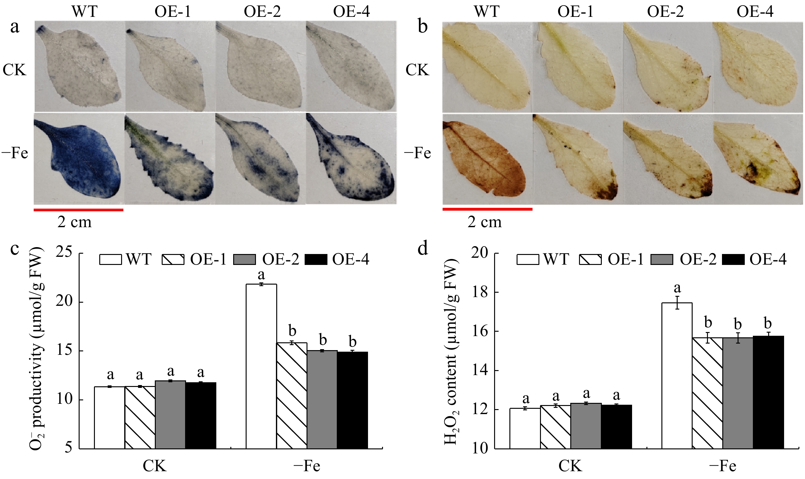 Identification of MhLHC gene family under iron (Fe) deficiency stress ...