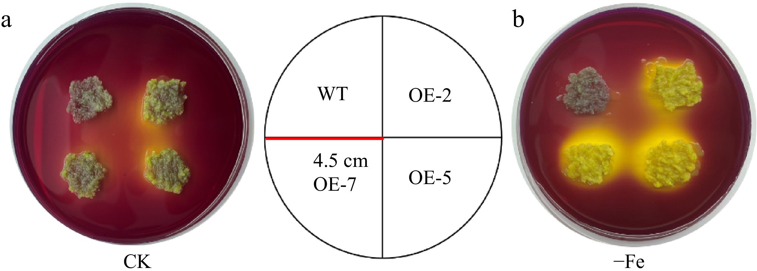 Identification of MhLHC gene family under iron (Fe) deficiency stress ...