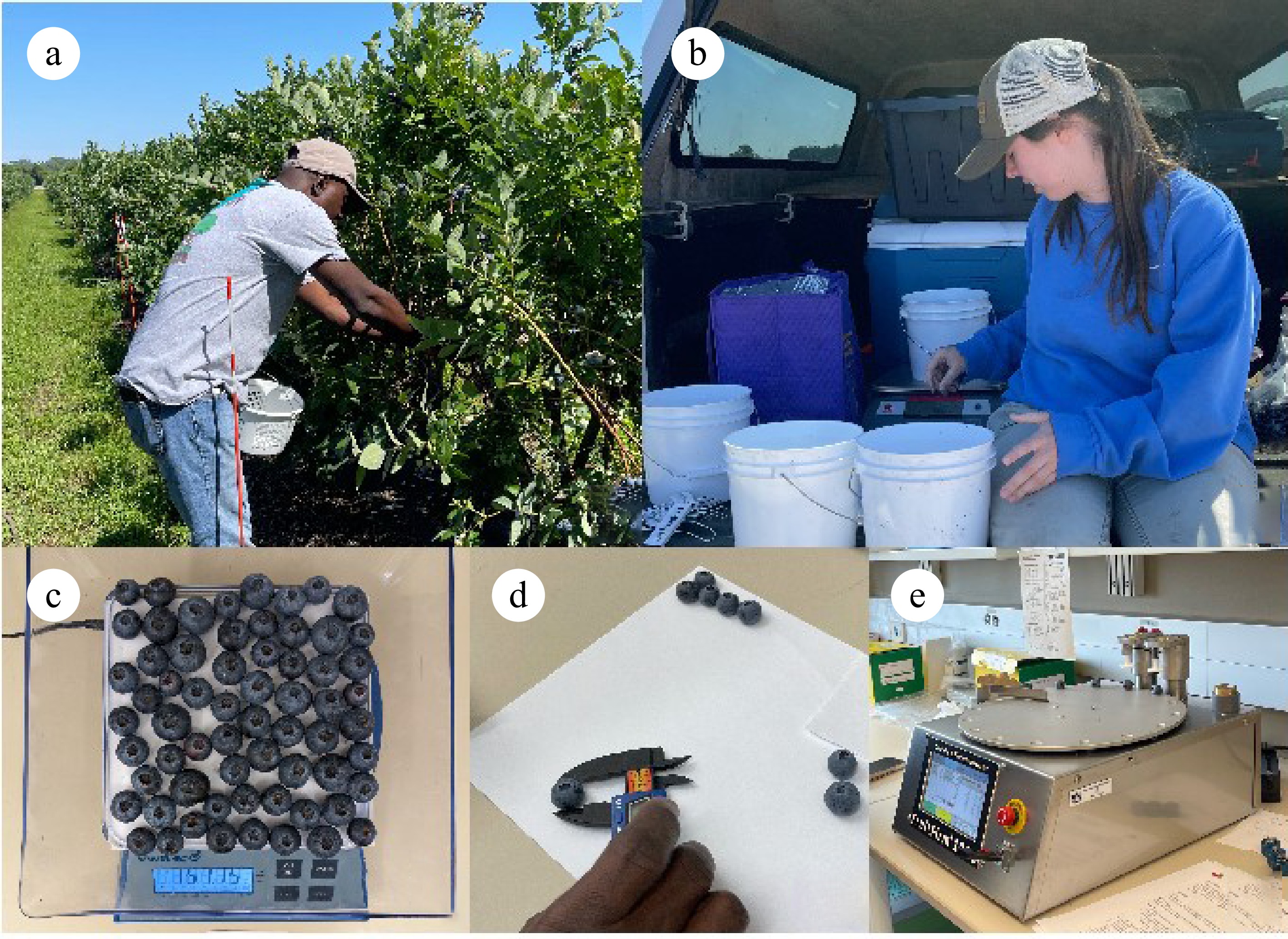 High-throughput phenotyping tools for blueberry count, weight, and size ...