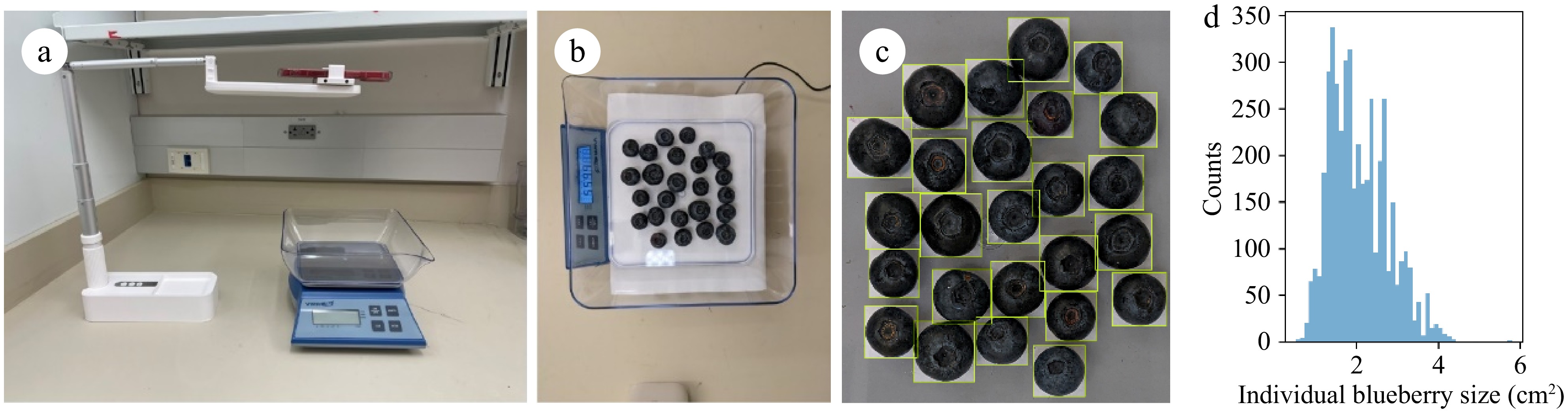 High-throughput phenotyping tools for blueberry count, weight, and size ...