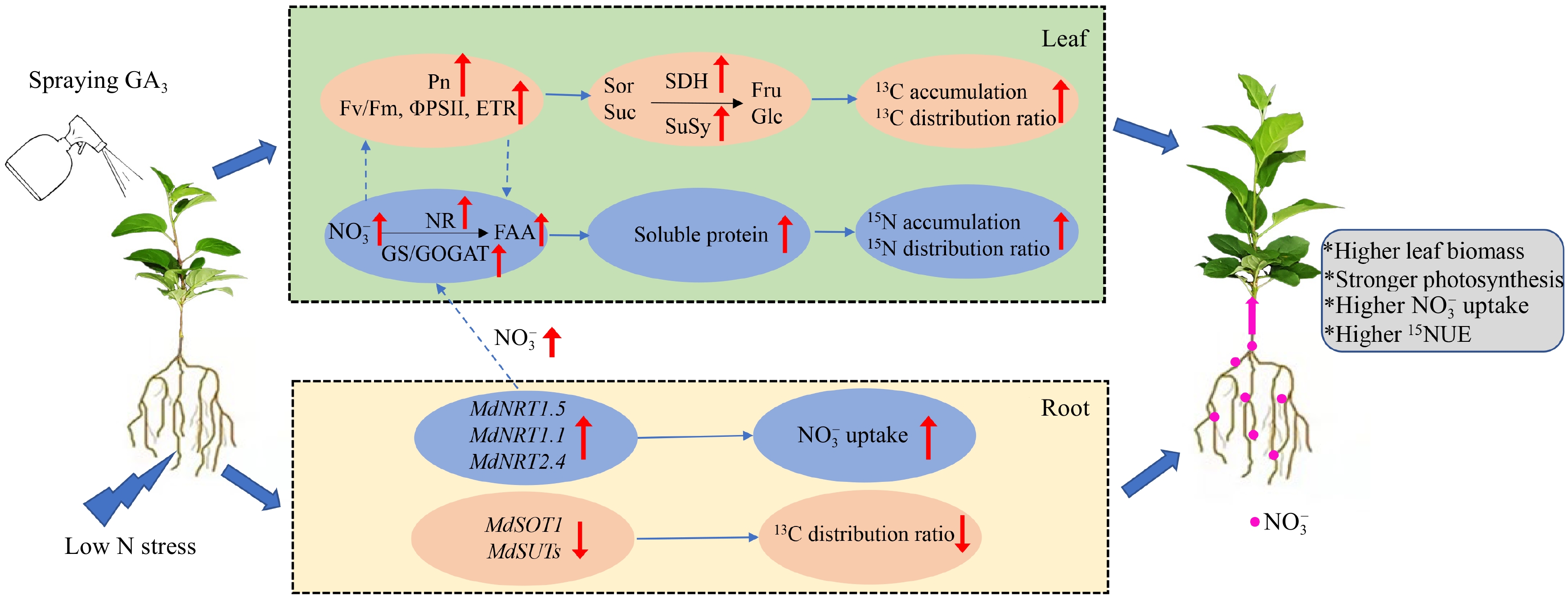 Exogenous GA 3 alleviates low nitrogen stress by enhancing leaf ...