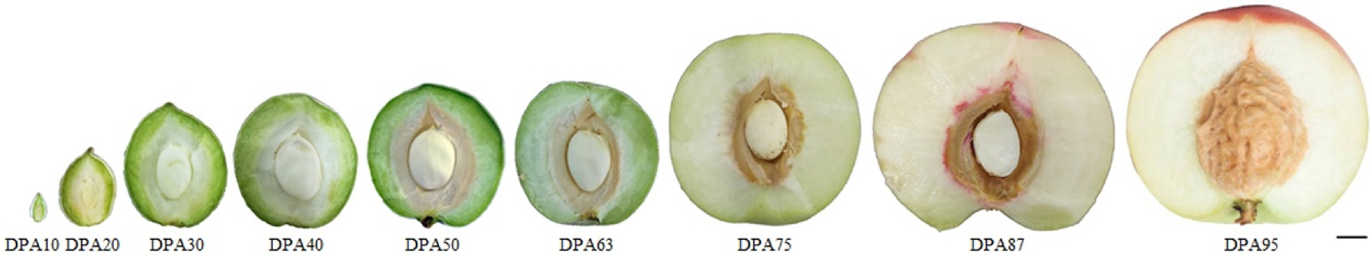 Characterisation of early fruit development-specific miRNAs and their ...