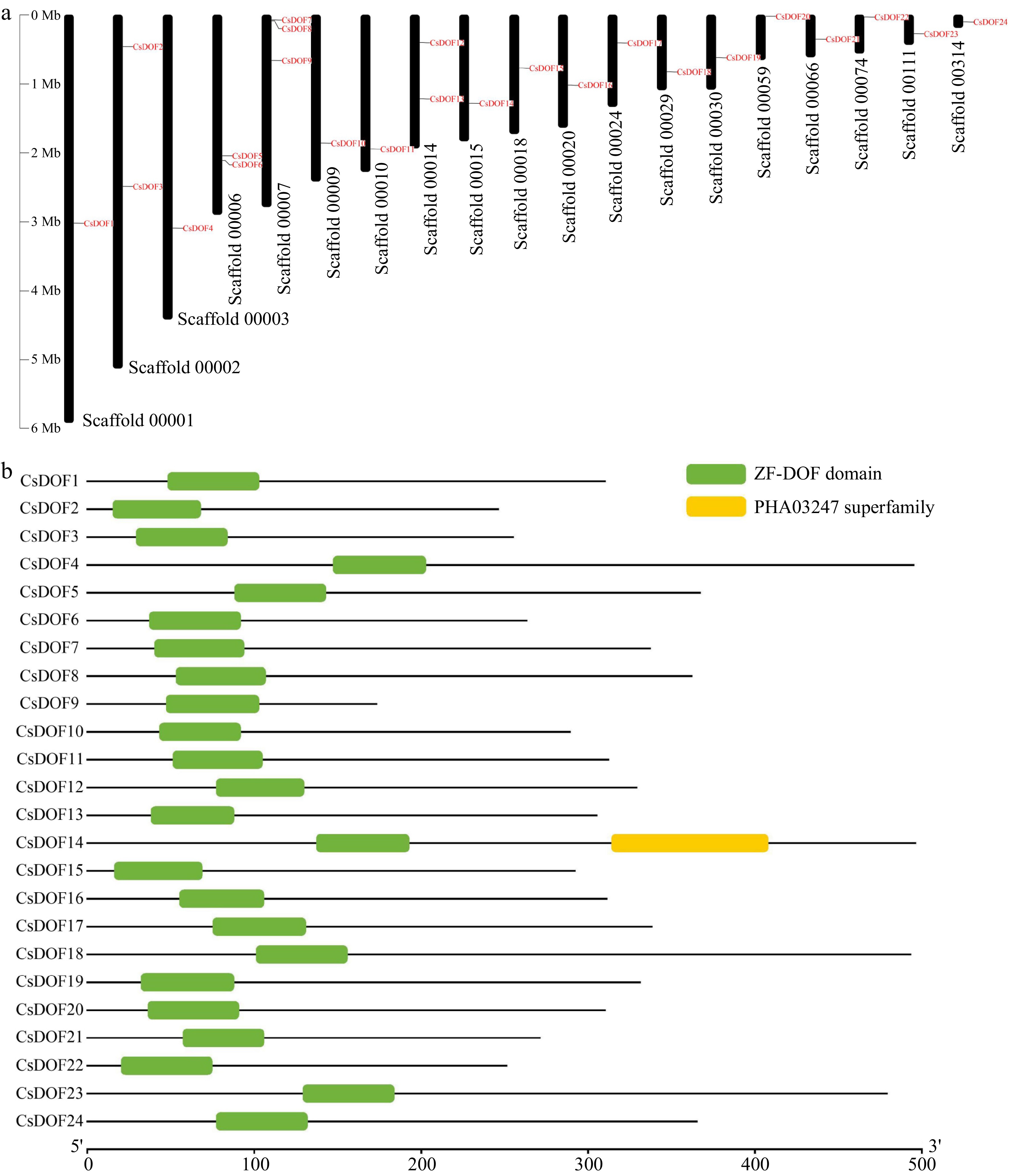 Identification of DNA-binding with one finger (DOF) transcription ...