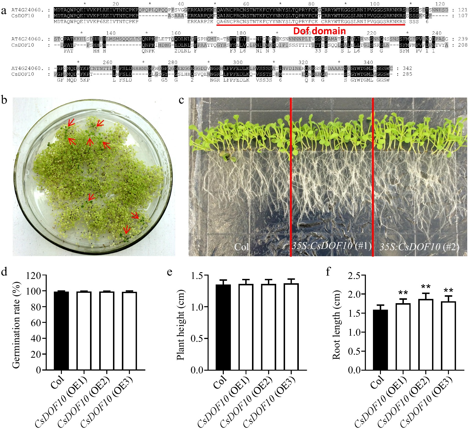 Identification of DNA-binding with one finger (DOF) transcription ...