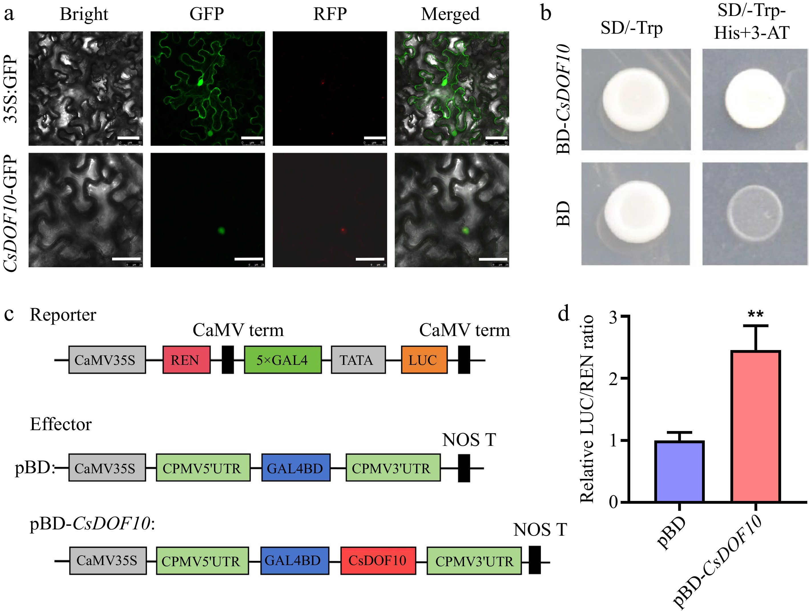 Identification of DNA-binding with one finger (DOF) transcription ...