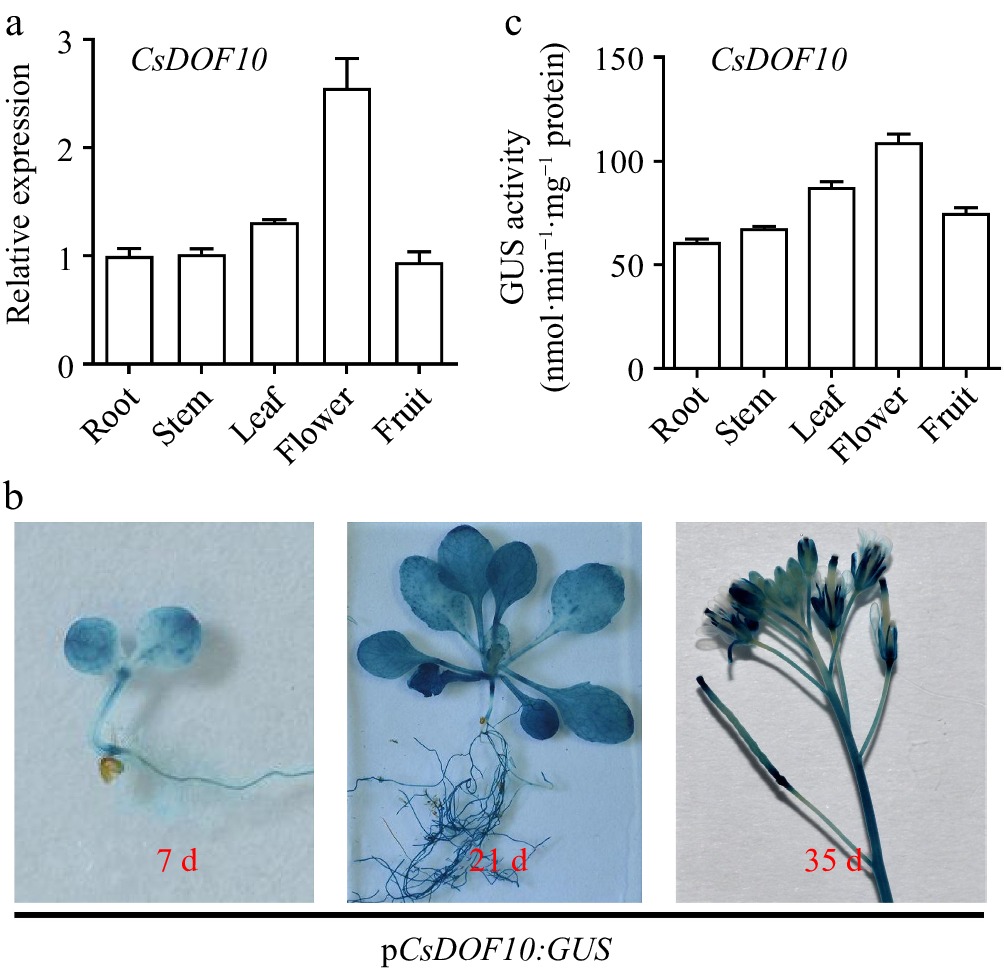 Identification of DNA-binding with one finger (DOF) transcription ...