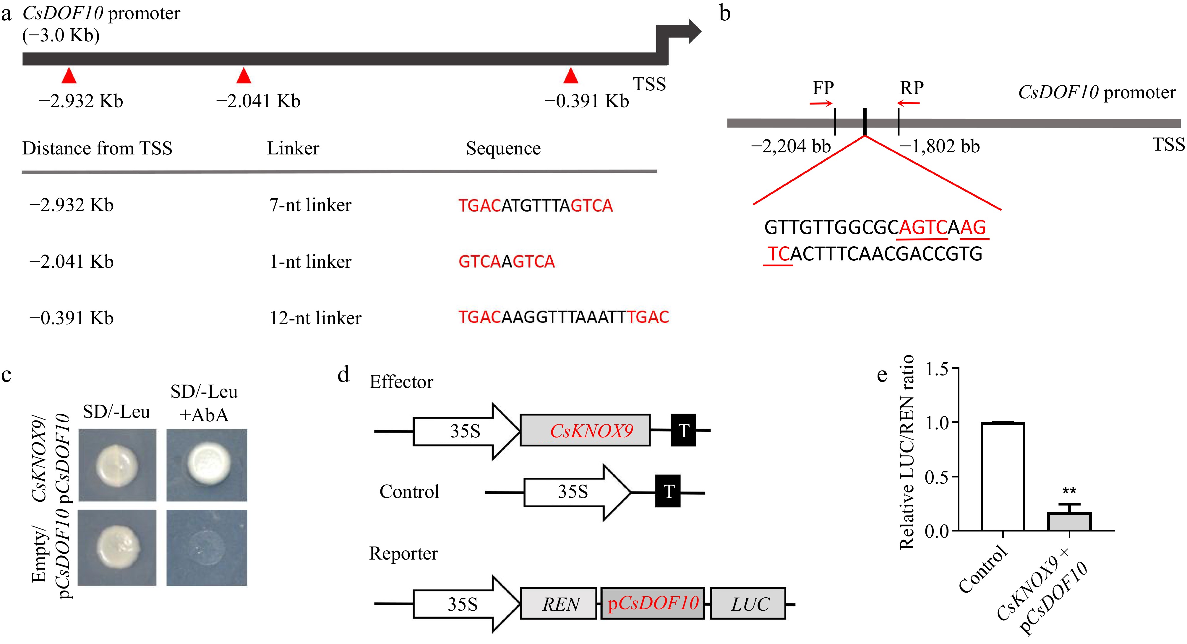 Identification of DNA-binding with one finger (DOF) transcription ...