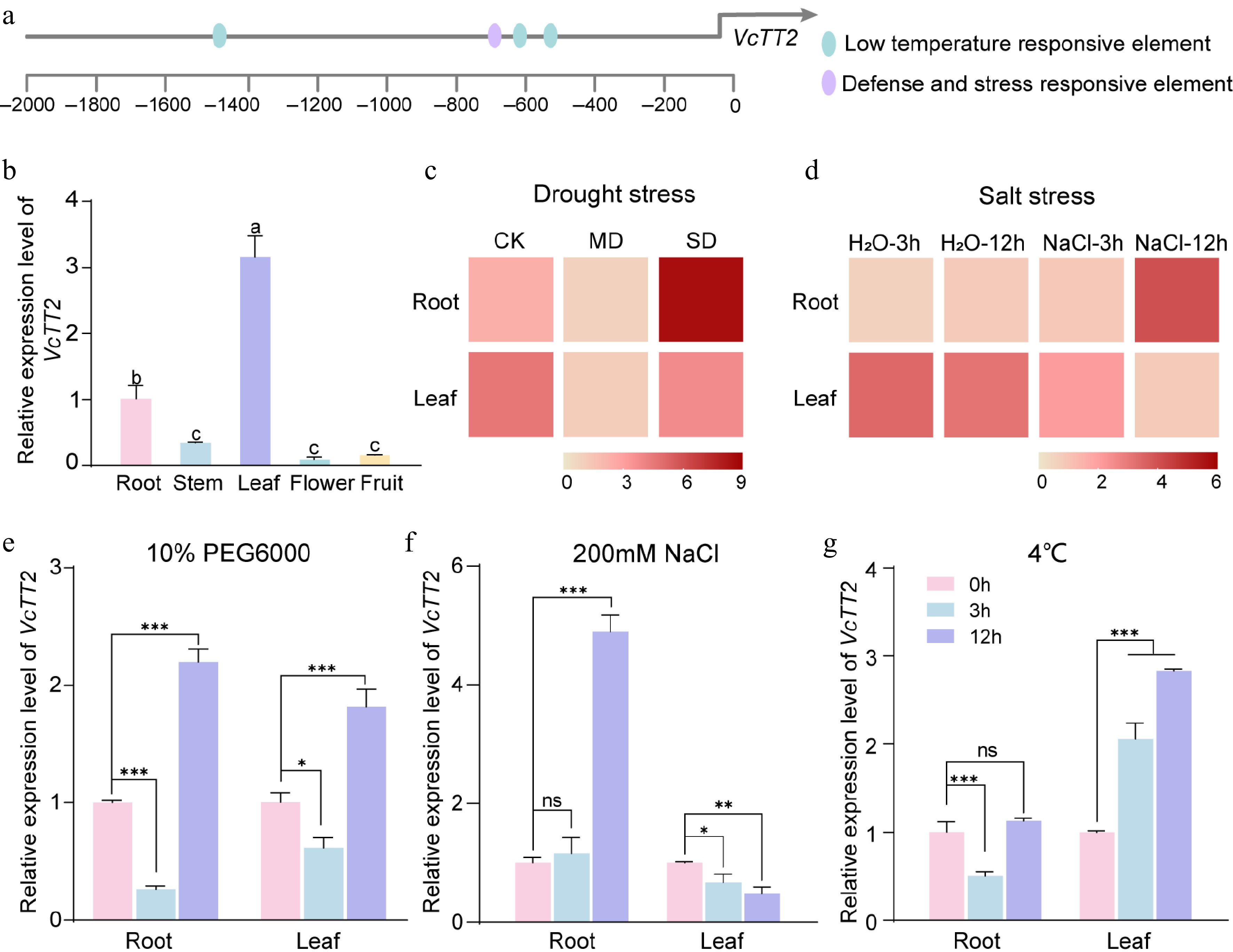 VcTT2 enhances drought tolerance in blueberry by regulating ROS scavenging