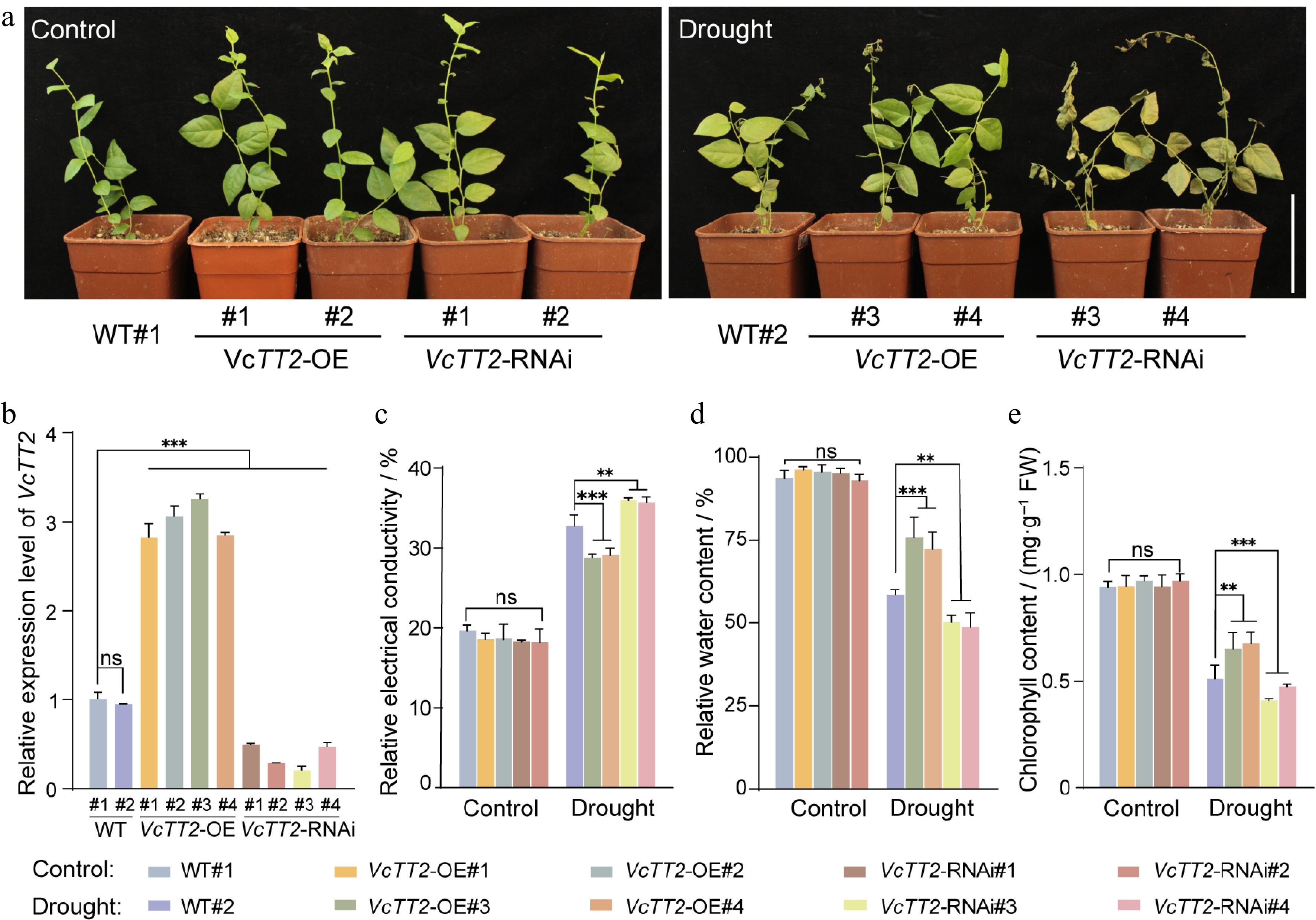 VcTT2 enhances drought tolerance in blueberry by regulating ROS scavenging