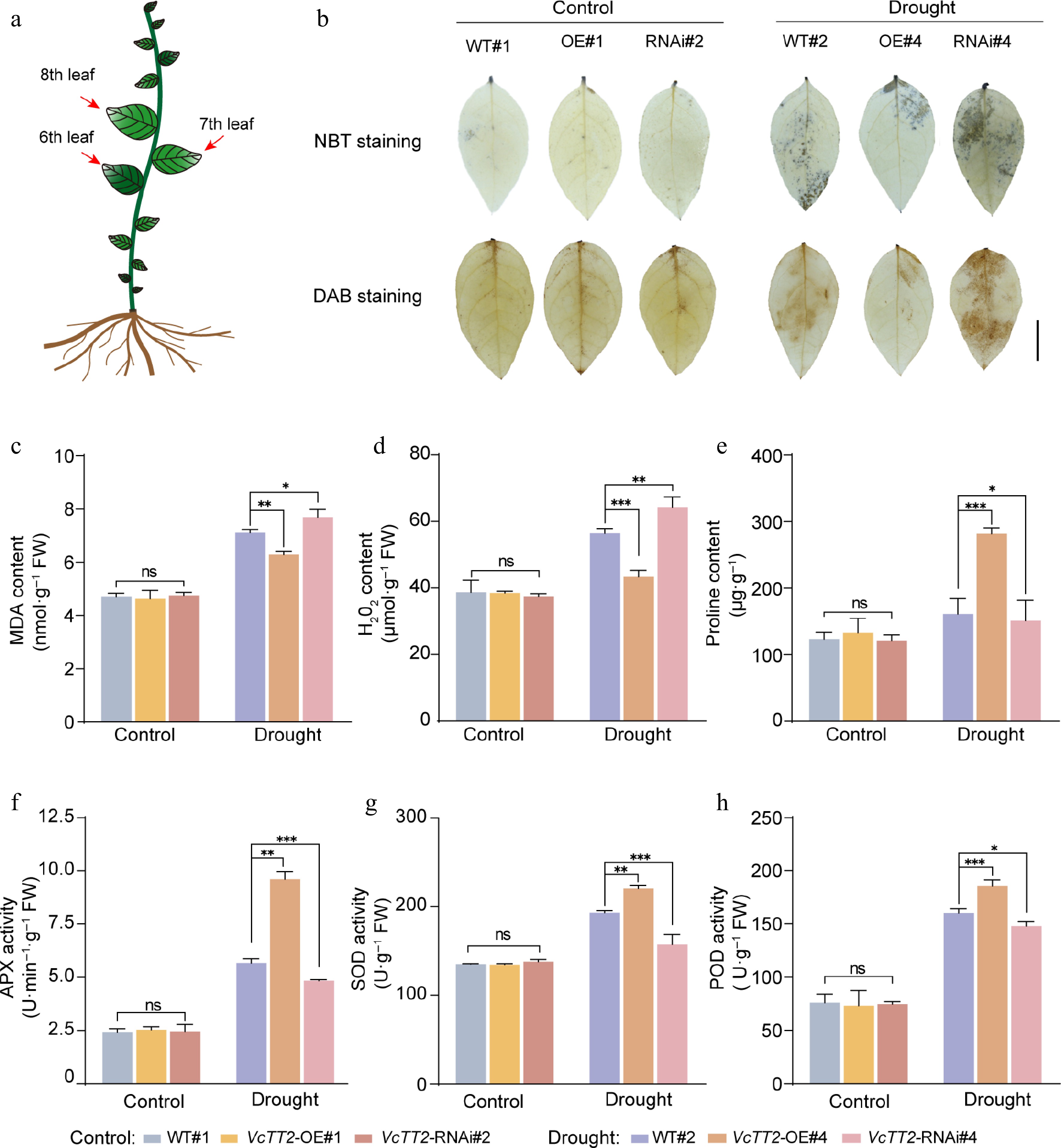 VcTT2 enhances drought tolerance in blueberry by regulating ROS scavenging