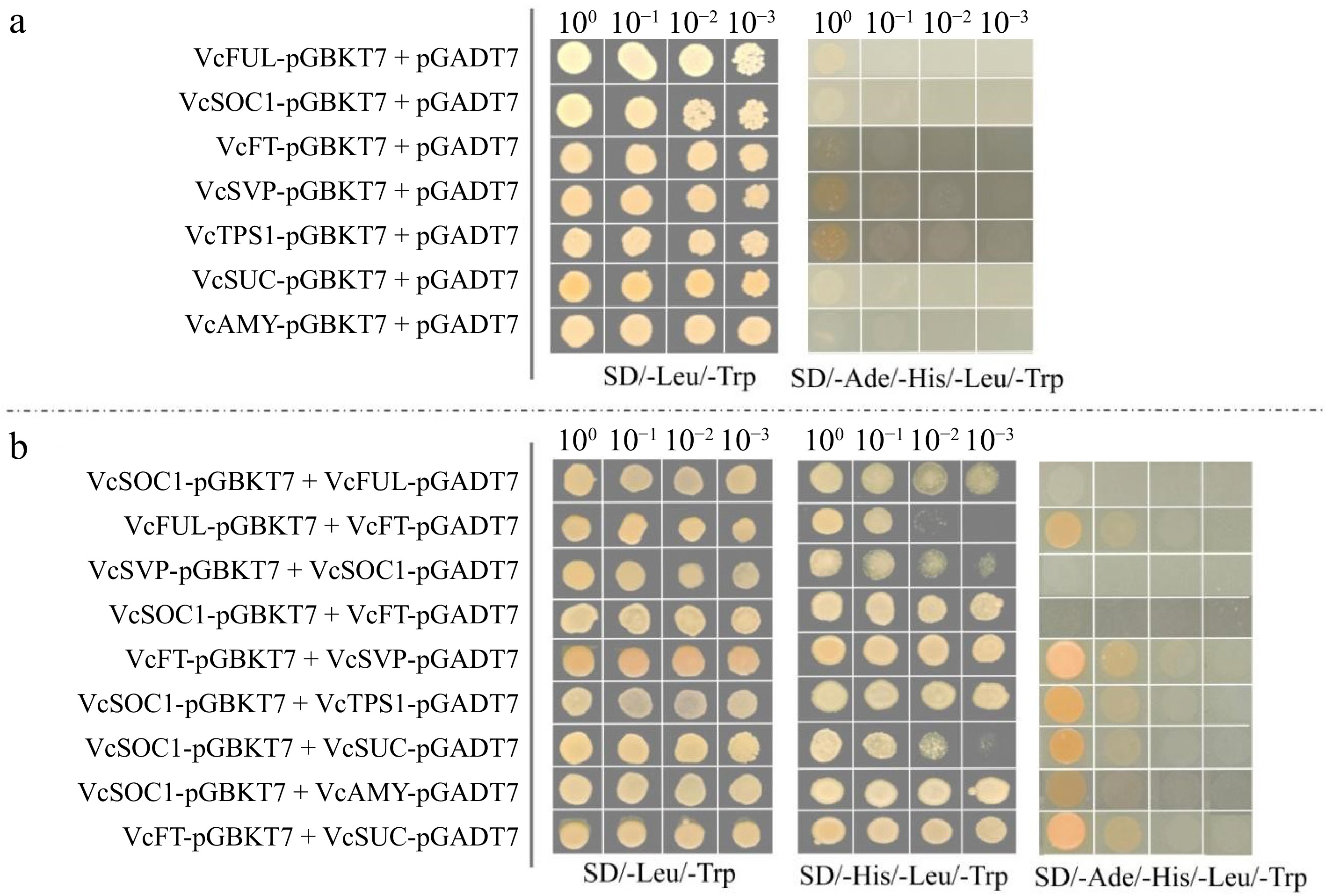 Sucrose participates in the flower bud differentiation regulation ...