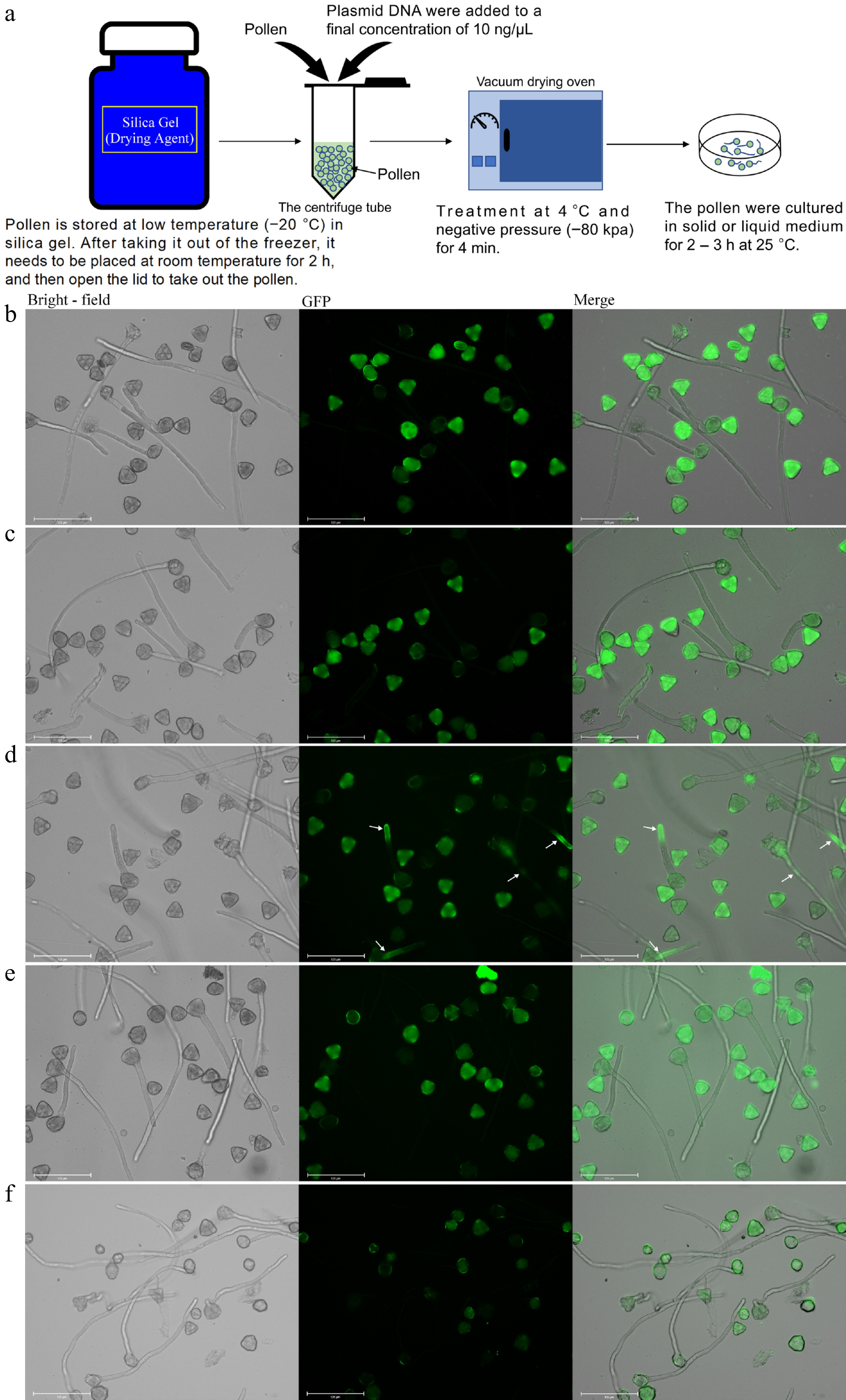 A highly efficient transform system for pear ( Pyrus pyrifolia ...