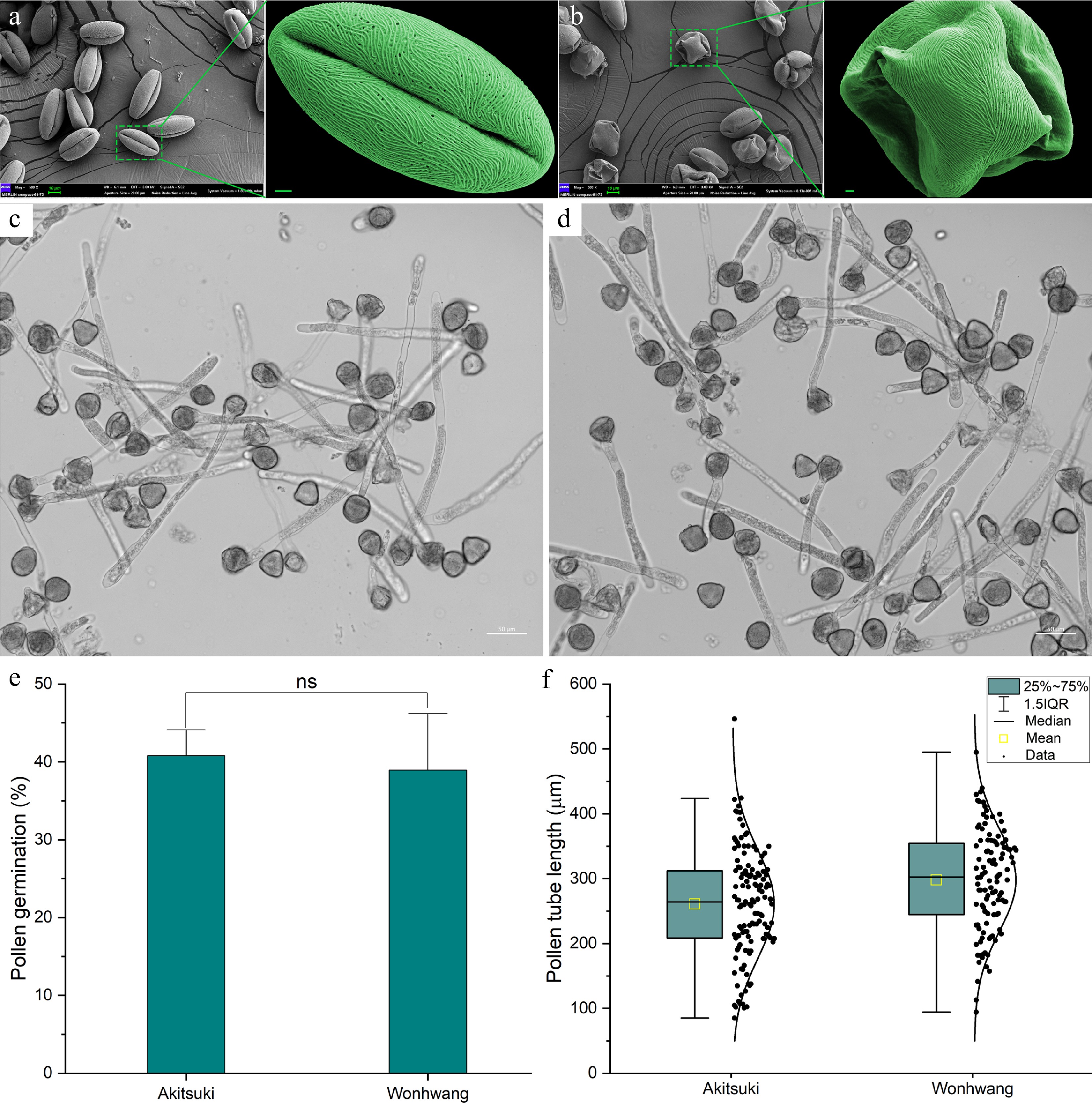 A highly efficient transform system for pear ( Pyrus pyrifolia ...