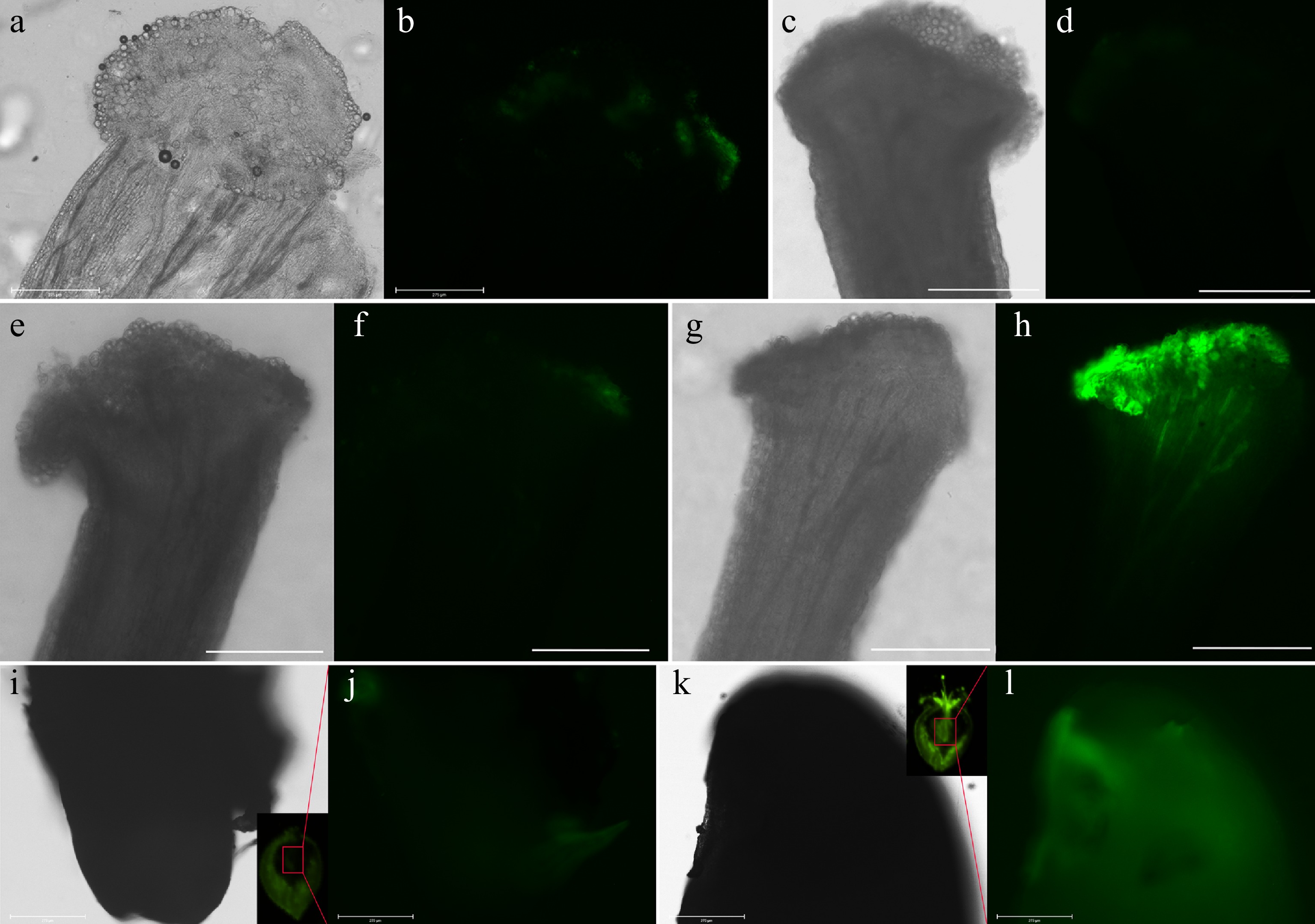 A highly efficient transform system for pear ( Pyrus pyrifolia ...