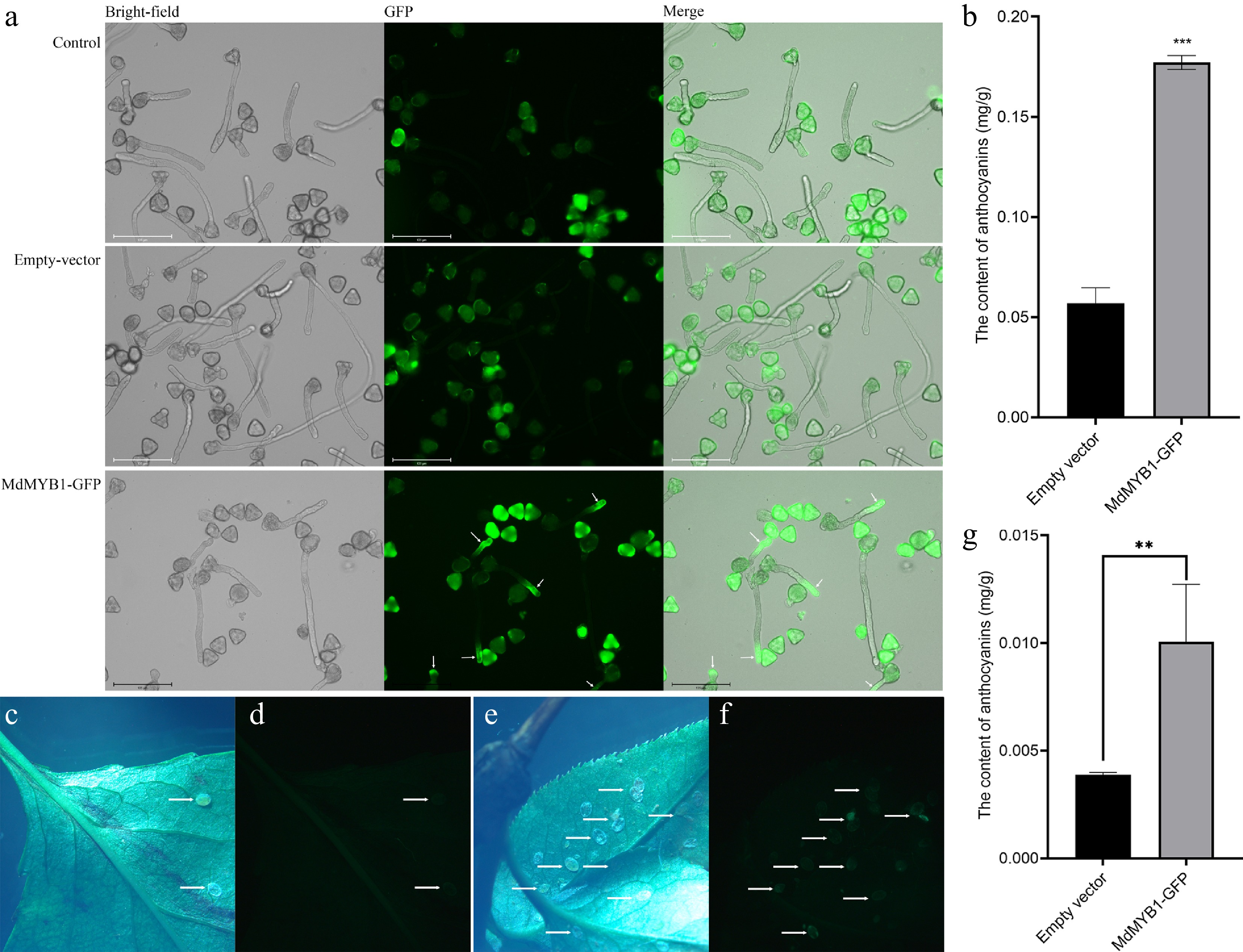 A highly efficient transform system for pear ( Pyrus pyrifolia ...