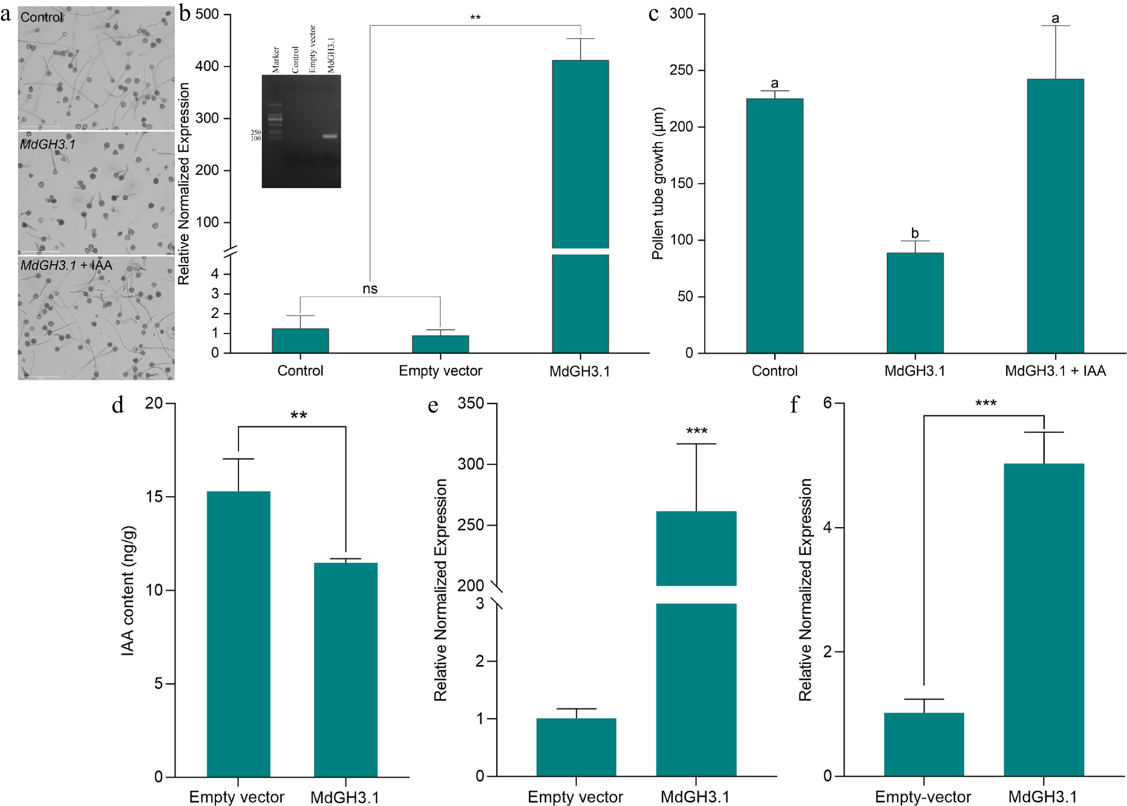 A highly efficient transform system for pear ( Pyrus pyrifolia ...
