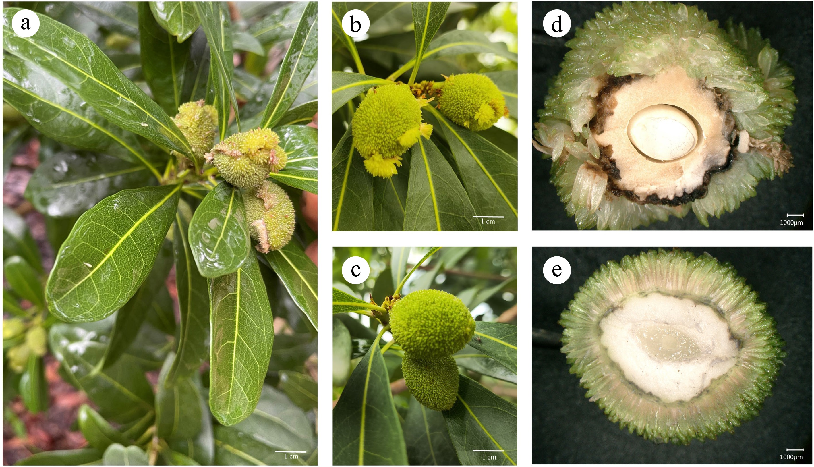 Physiological and transcriptome analysis of Roucongbing disease in ...