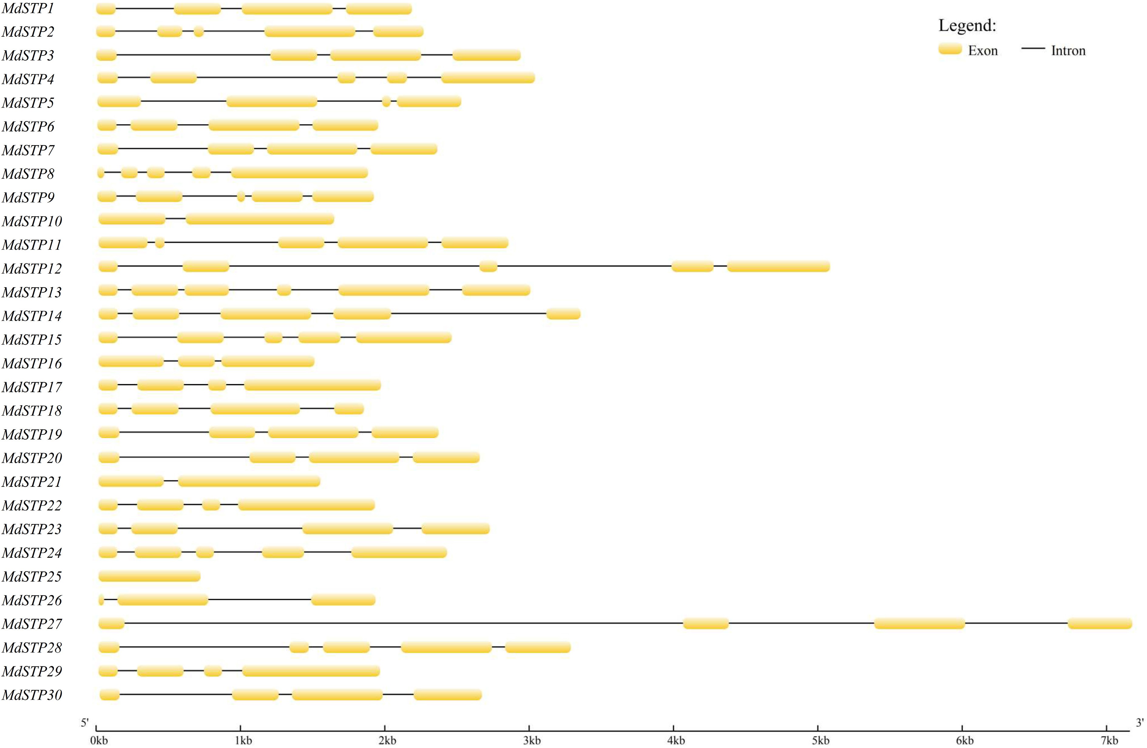 Genome-wide identification and expression analysis of STP gene family ...