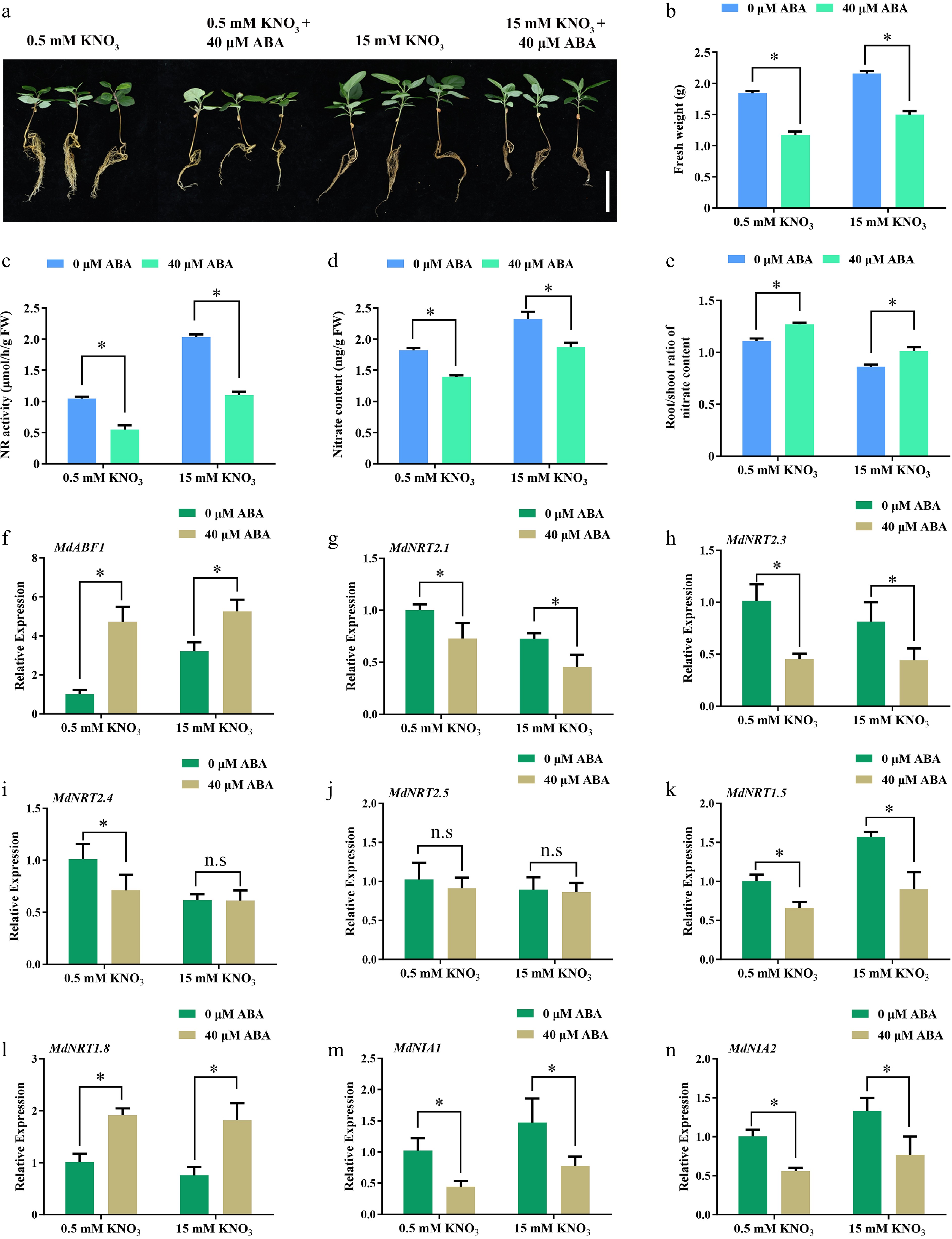 ABF1-MdNRTs/NIAs module mediates ABA-regulated nitrate utilization in apple