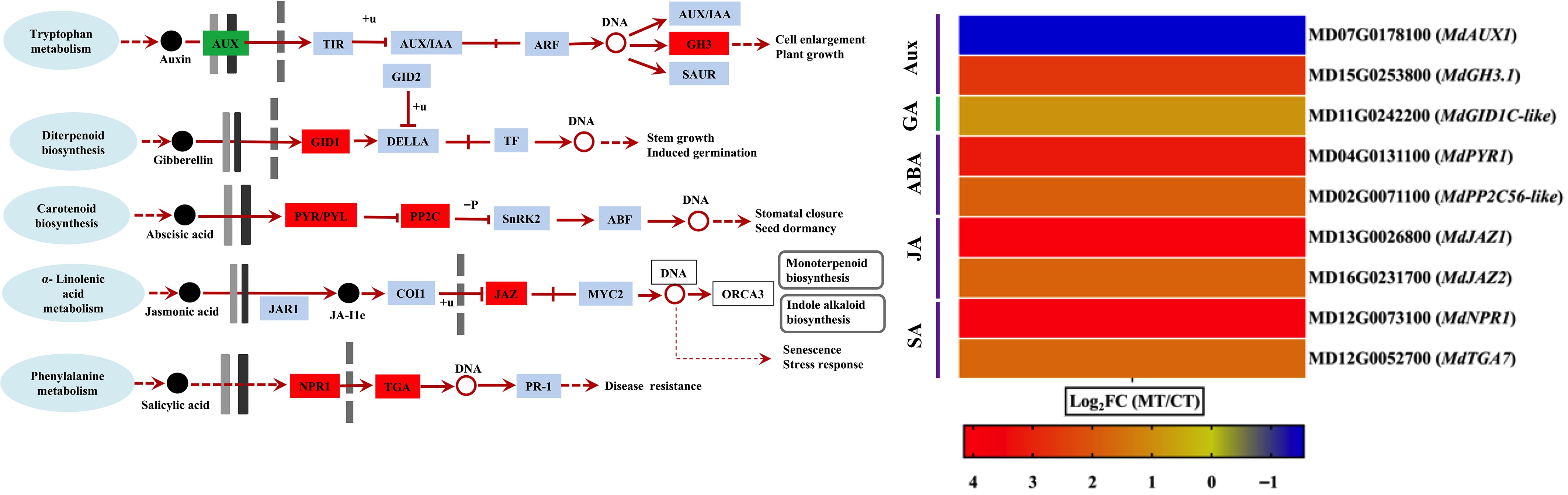 Physiological and molecular insights into peel thickness variation ...