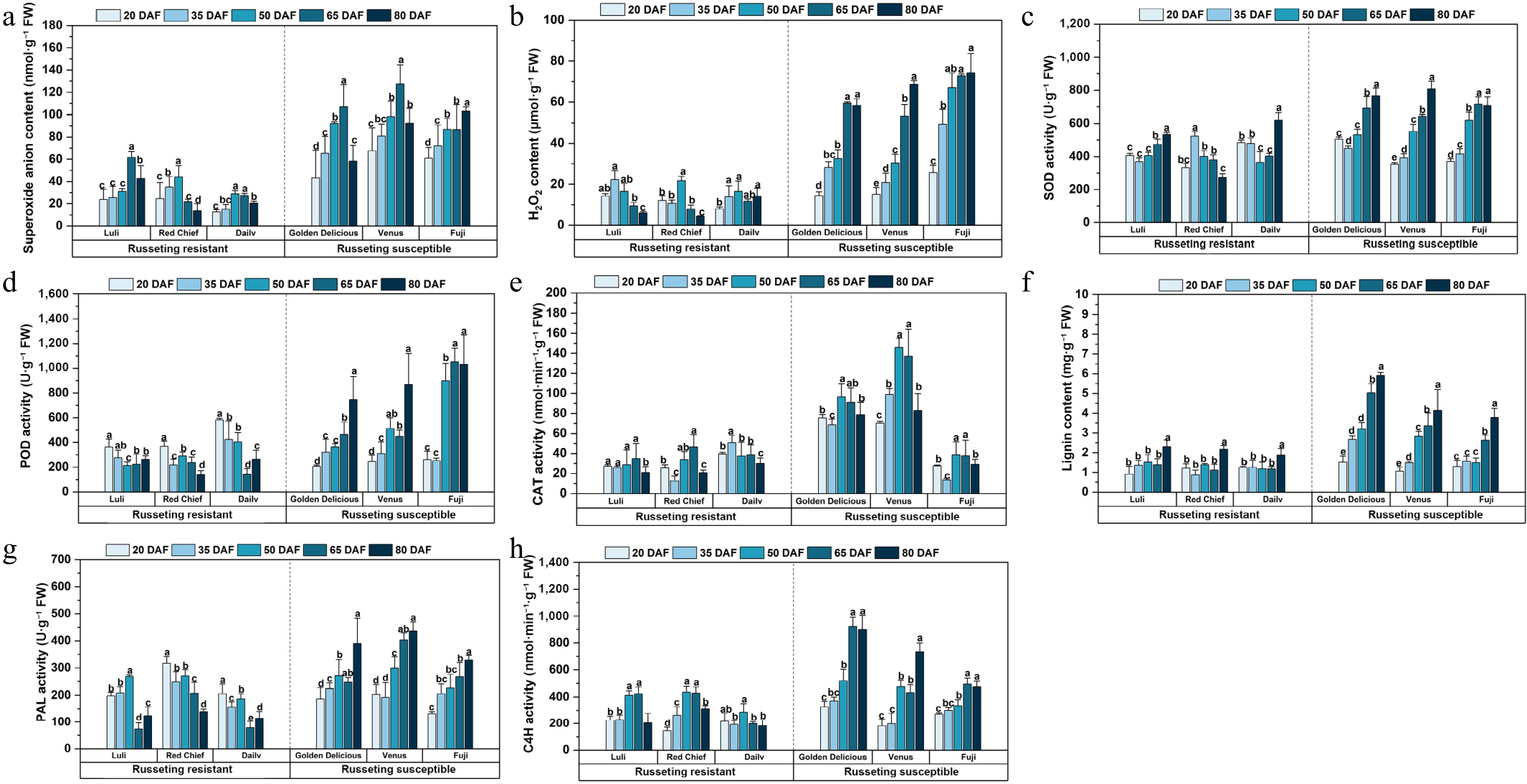The periodicity of fruit russeting occurrence and the morphological ...