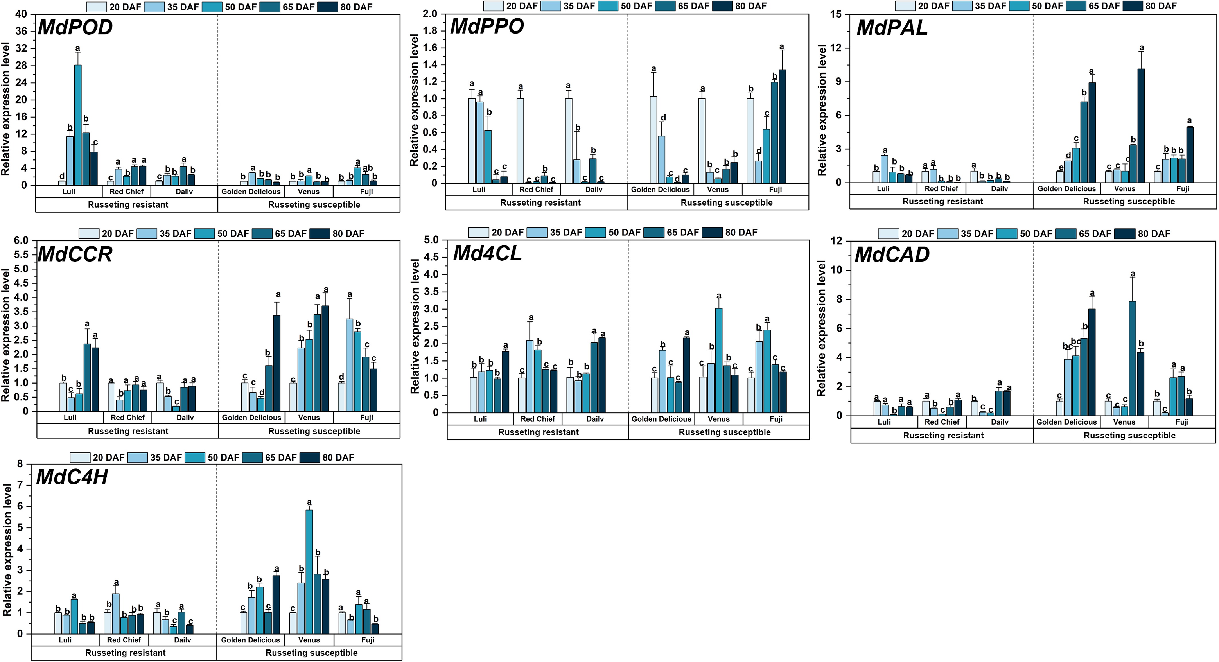 The periodicity of fruit russeting occurrence and the morphological ...
