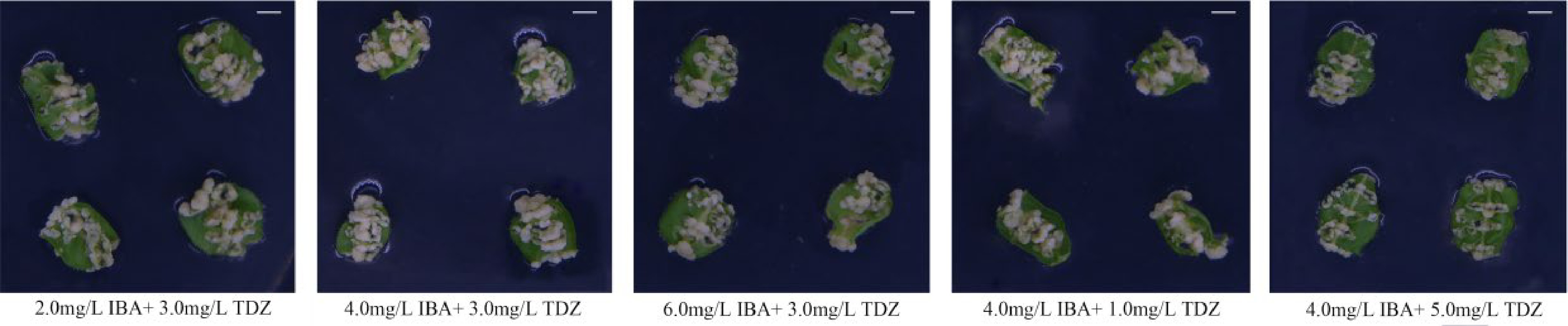 Effects of TDZ and IBA on DNA methylation during callus induction in ...