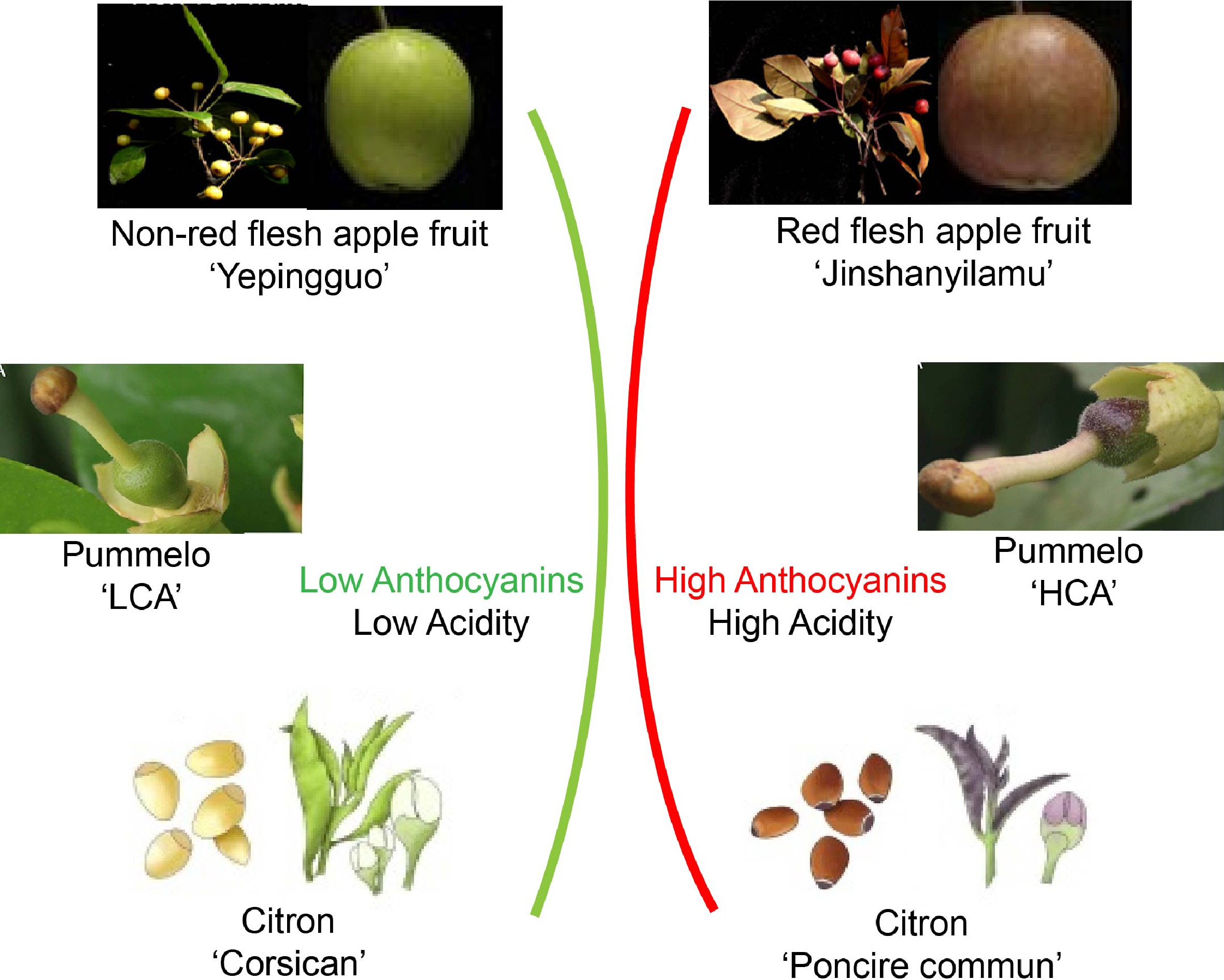 Transcriptional co-regulation of anthocyanin accumulation and acidity ...