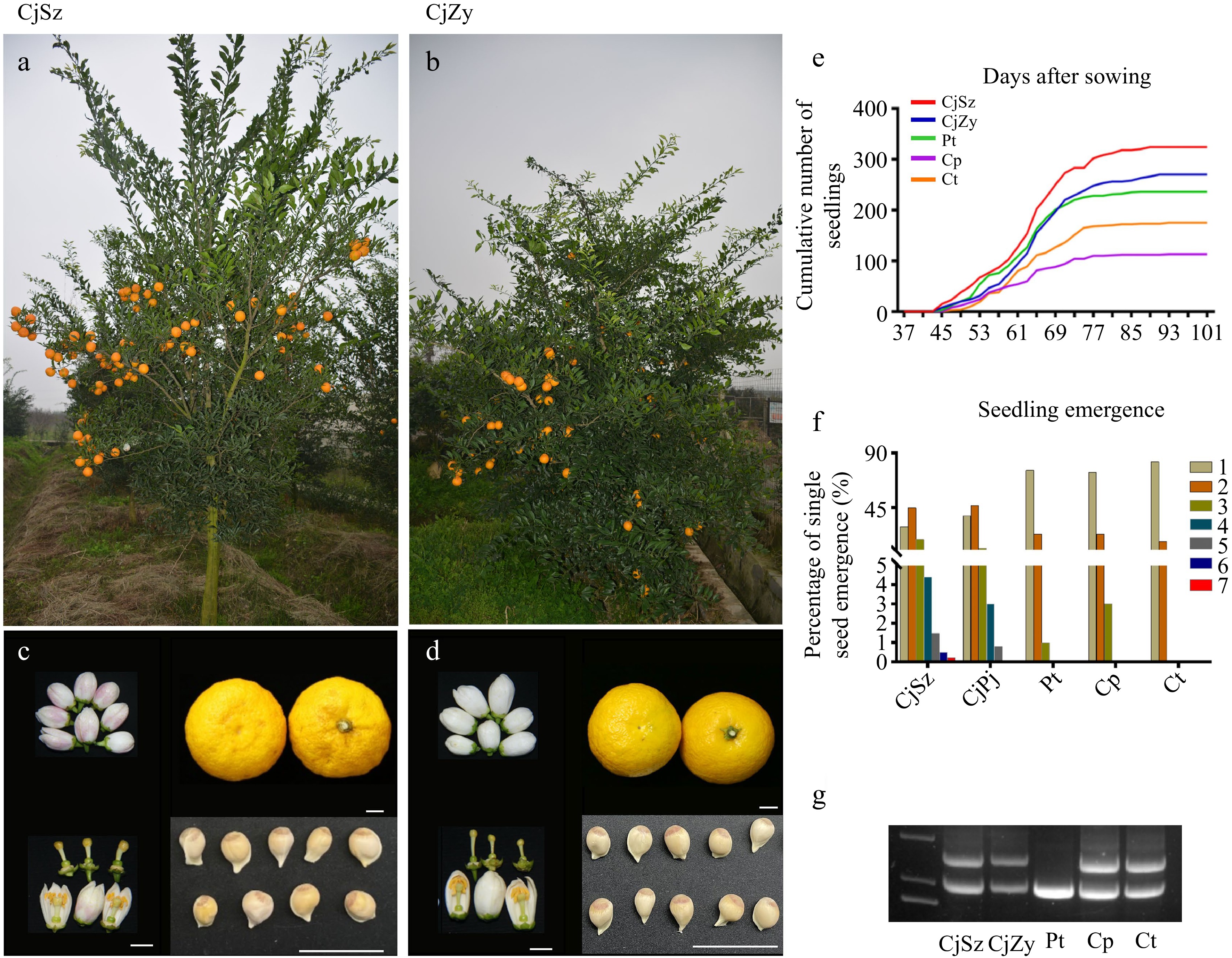 Comprehensive evaluation of abiotic stress tolerance and graft compatibility of Citrus junos cv ...