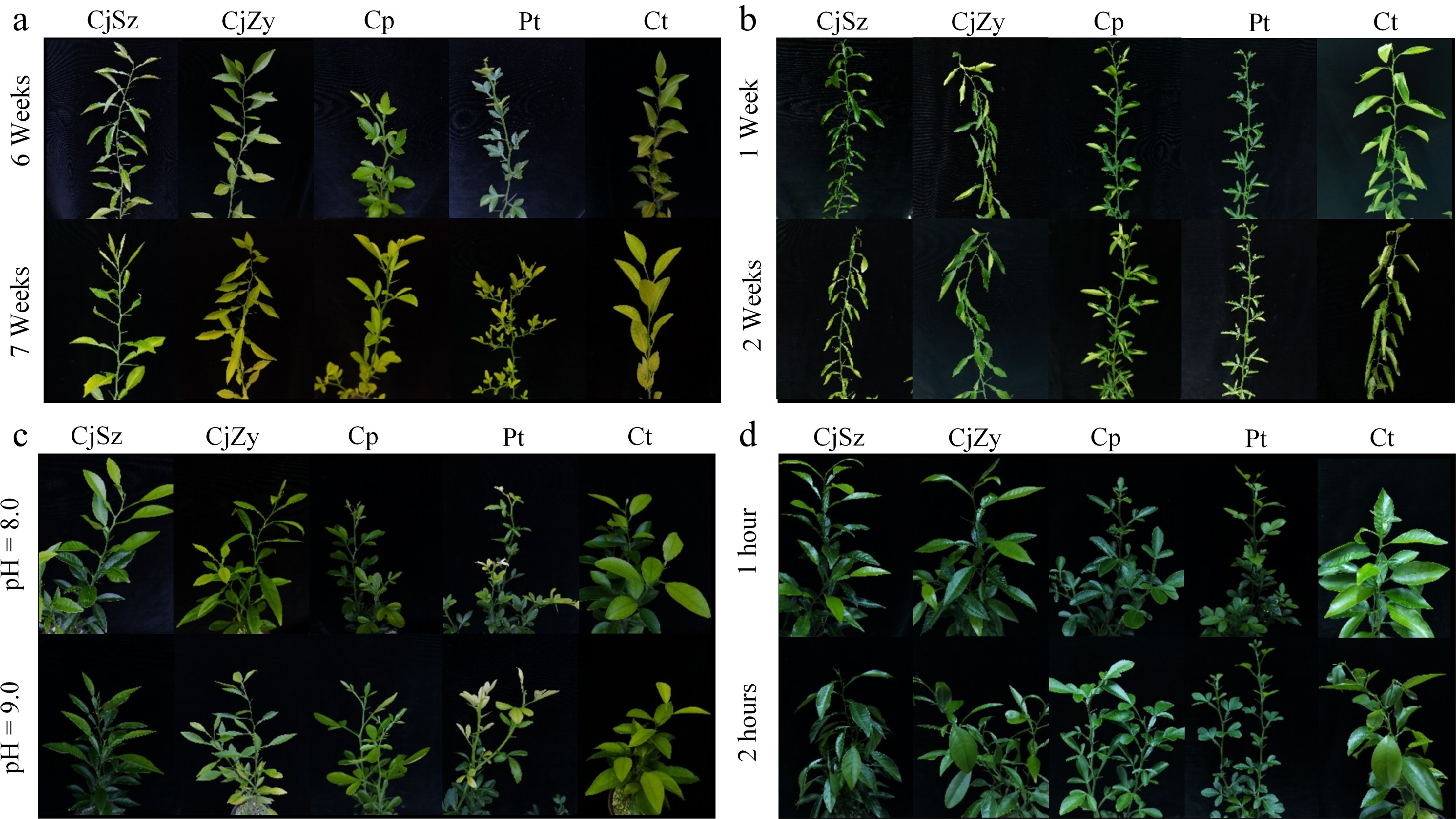 Comprehensive evaluation of abiotic stress tolerance and graft compatibility of Citrus junos cv ...