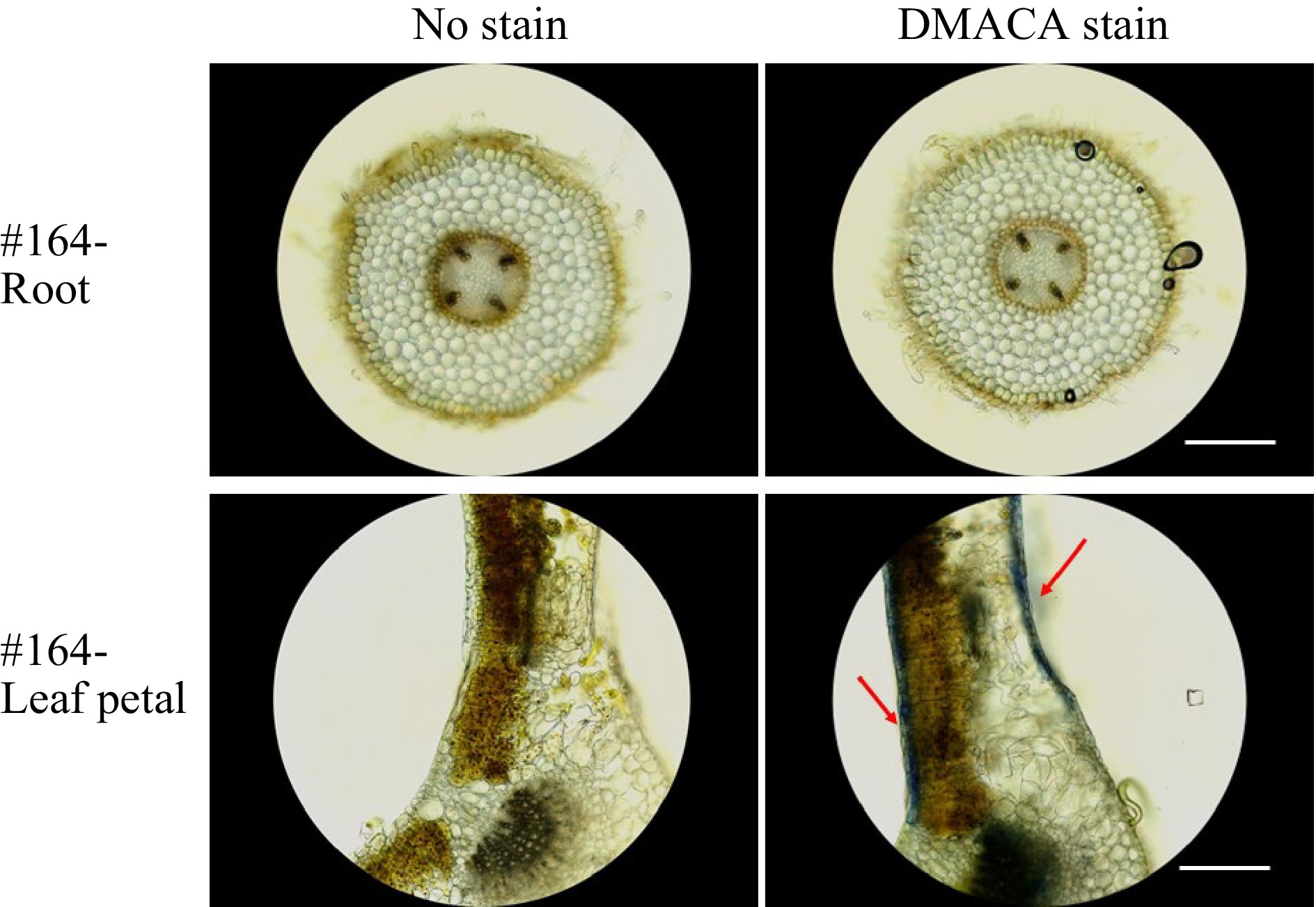 Microscopic features of lignin deposition patterns in young apple roots ...