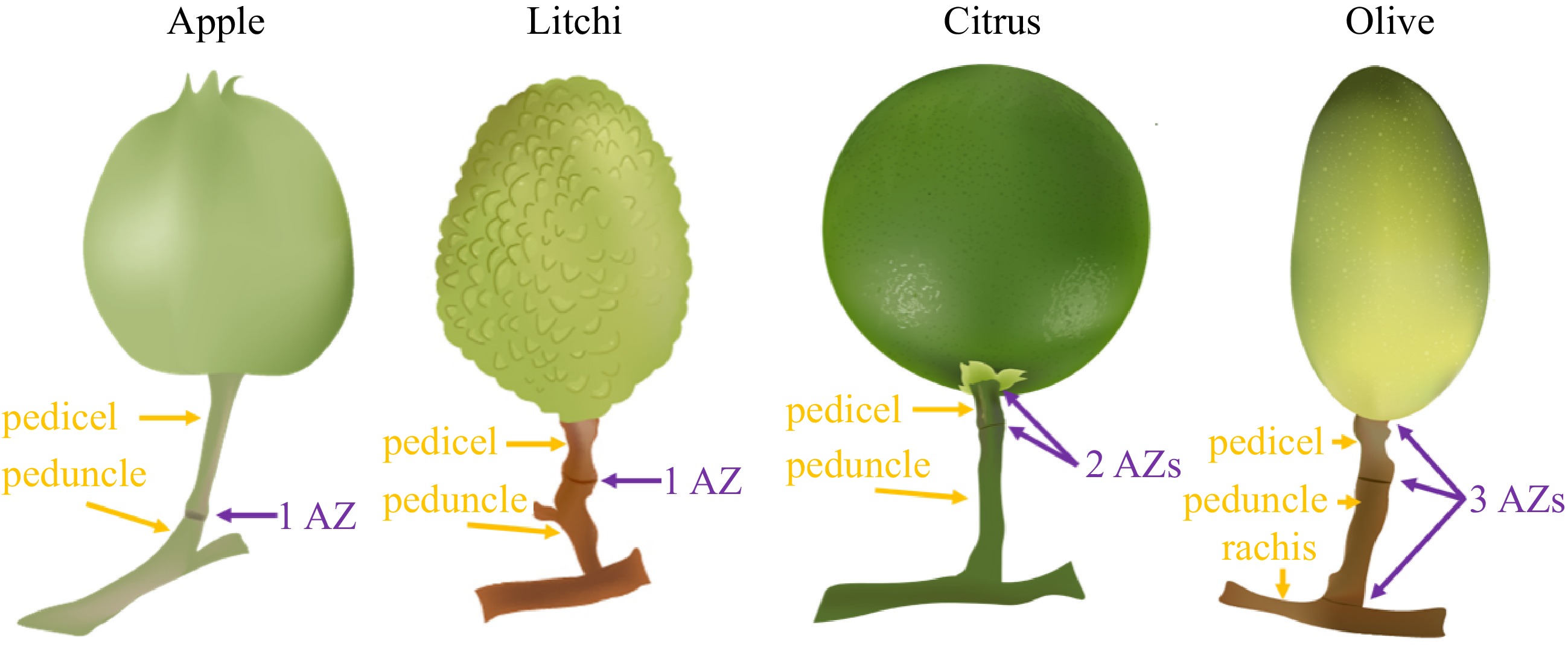 Abscission cues generated within the abscising organ and perceived by ...