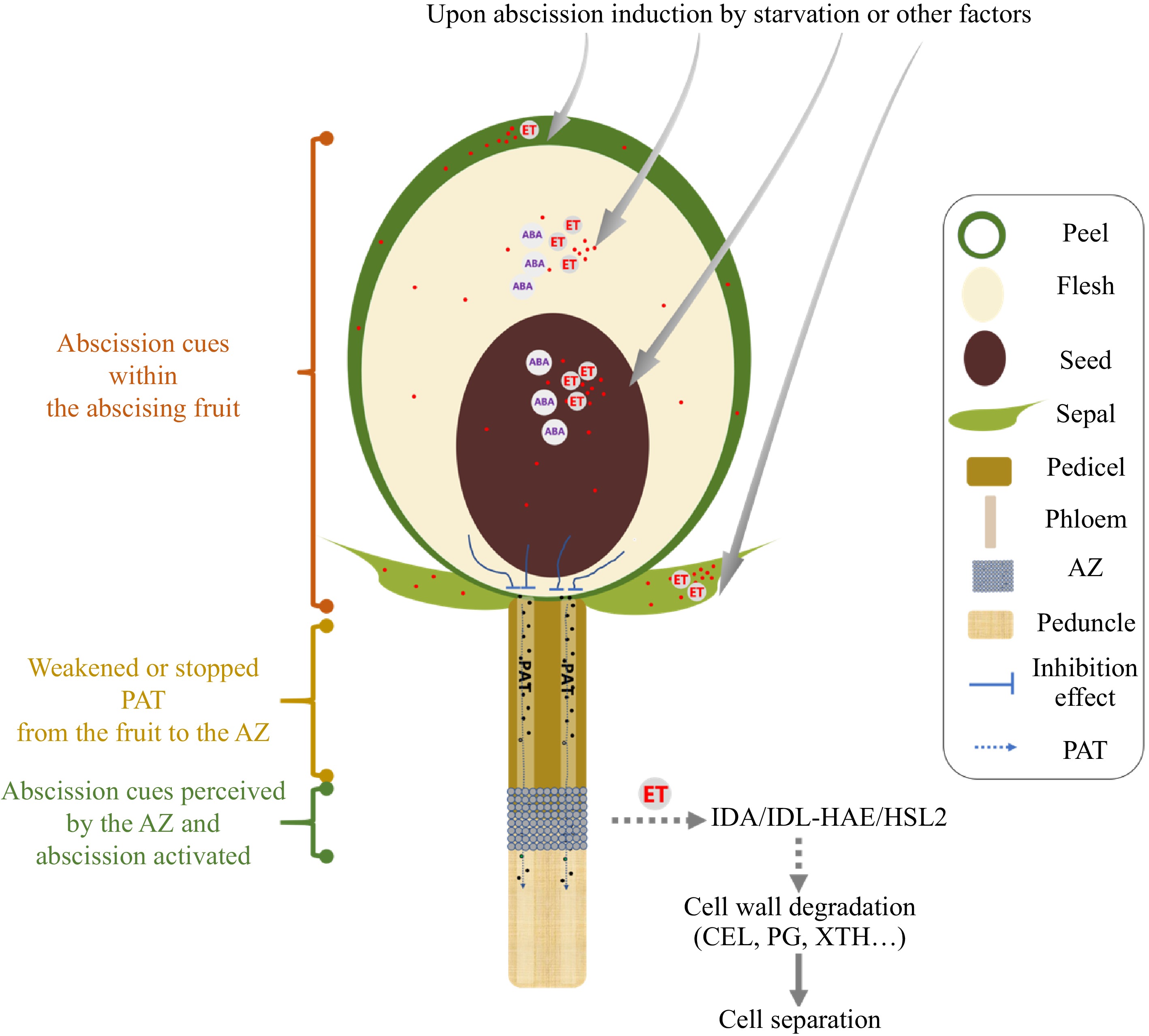 Abscission cues generated within the abscising organ and perceived by ...