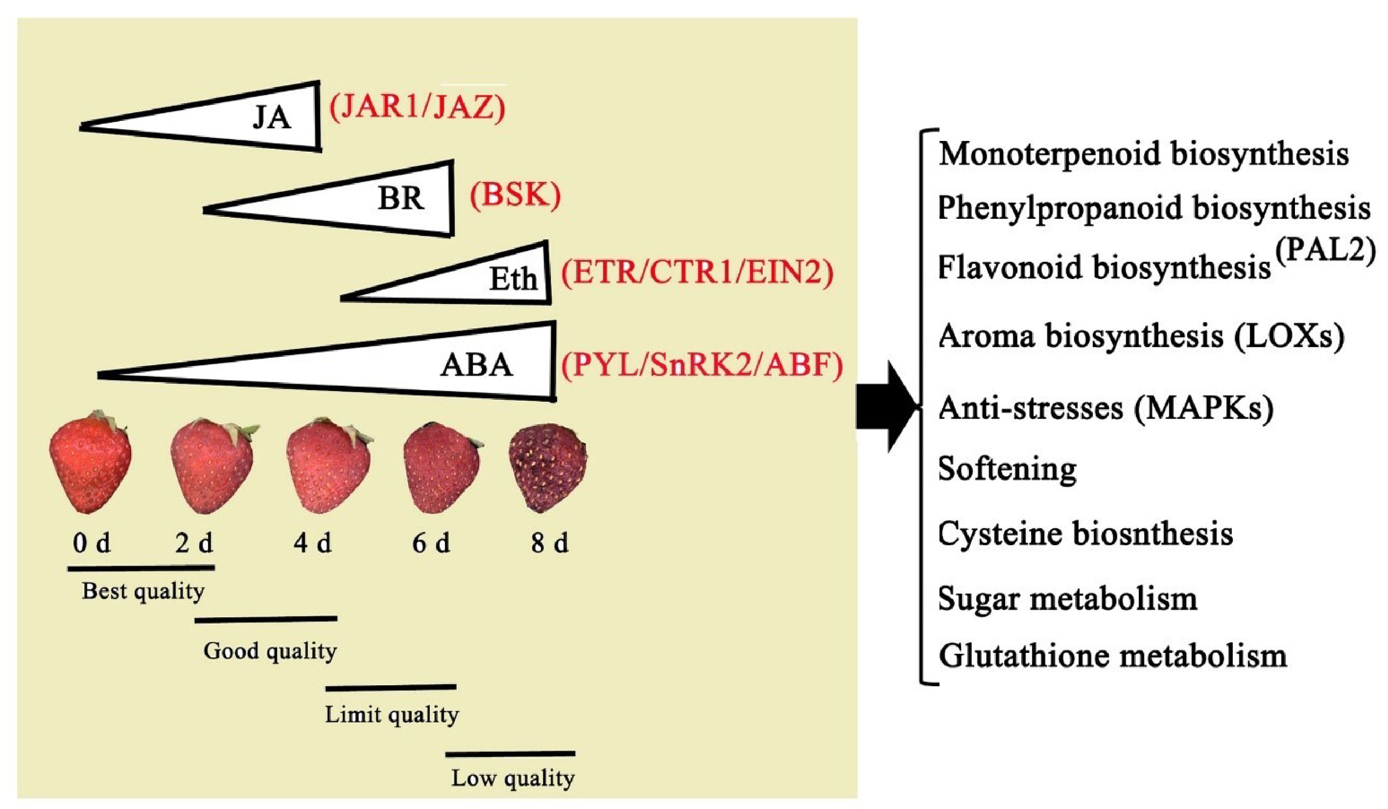 Insights into the senesce mechanisms of harvested strawberry fruit at ...