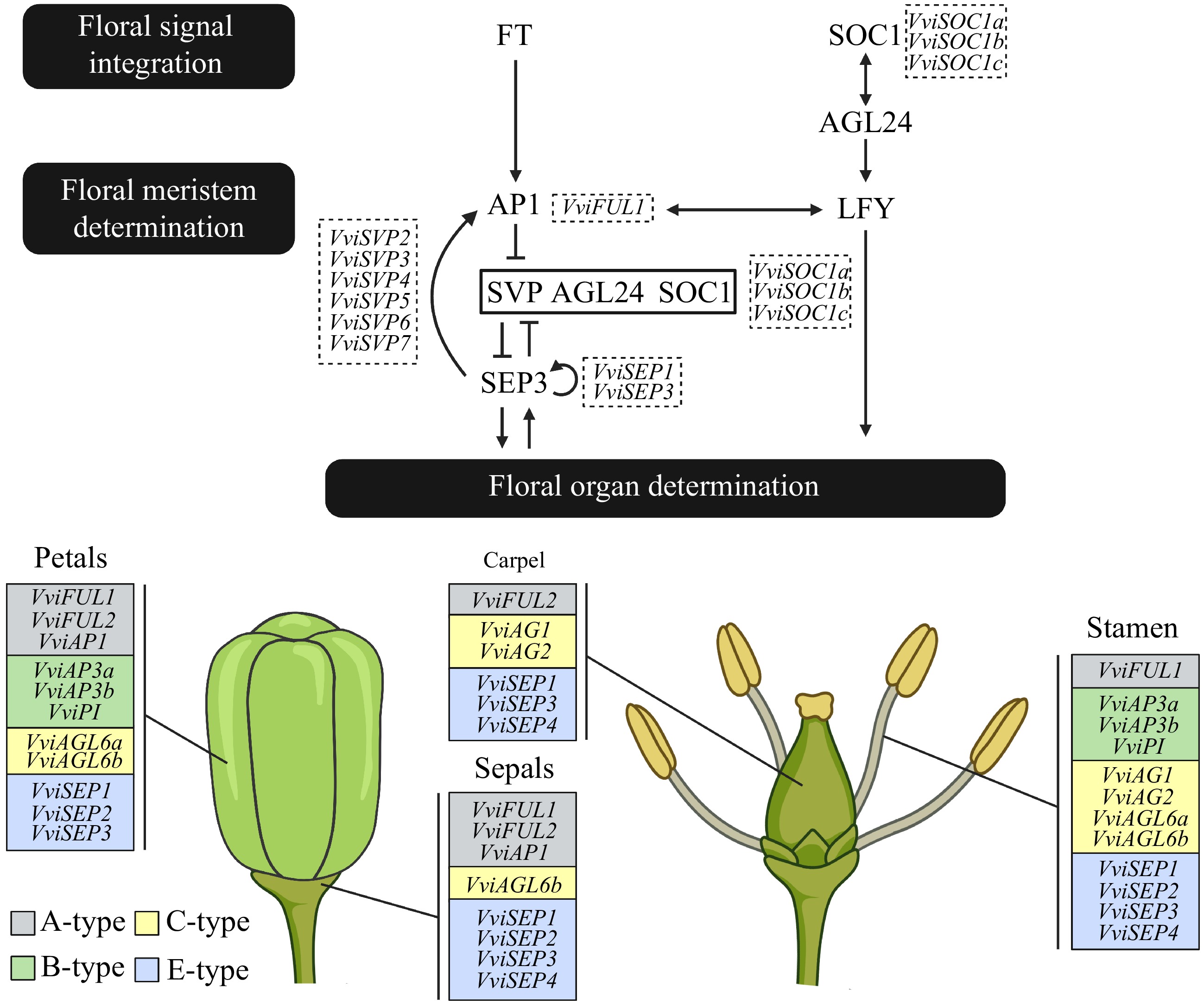 The Grapevine SOC1 Homologue, VviMADS8/SOC1a, Regulates Floral Organ ...
