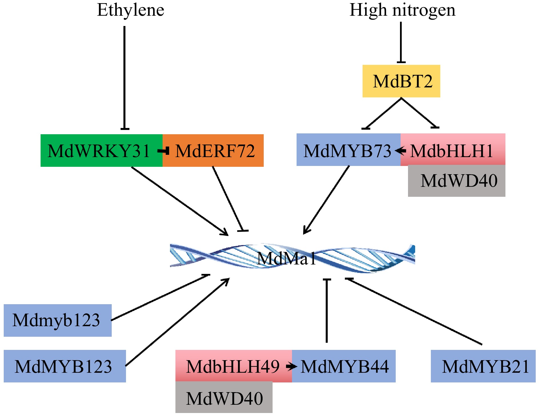 The accumulation and regulation of malate in fruit cell