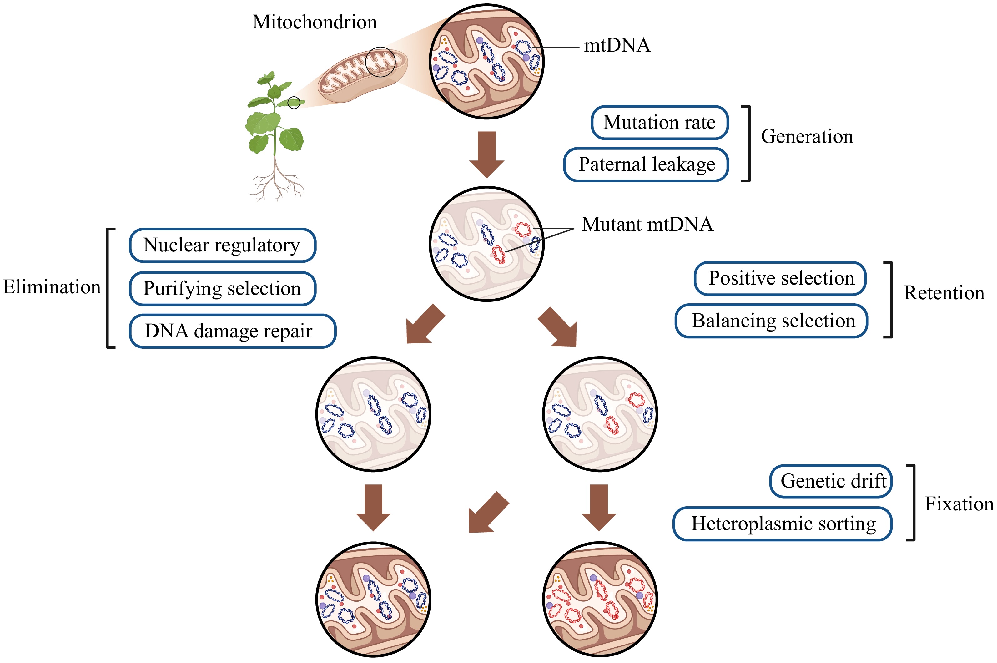 Rethinking the mutation hypotheses of plant organellar DNA