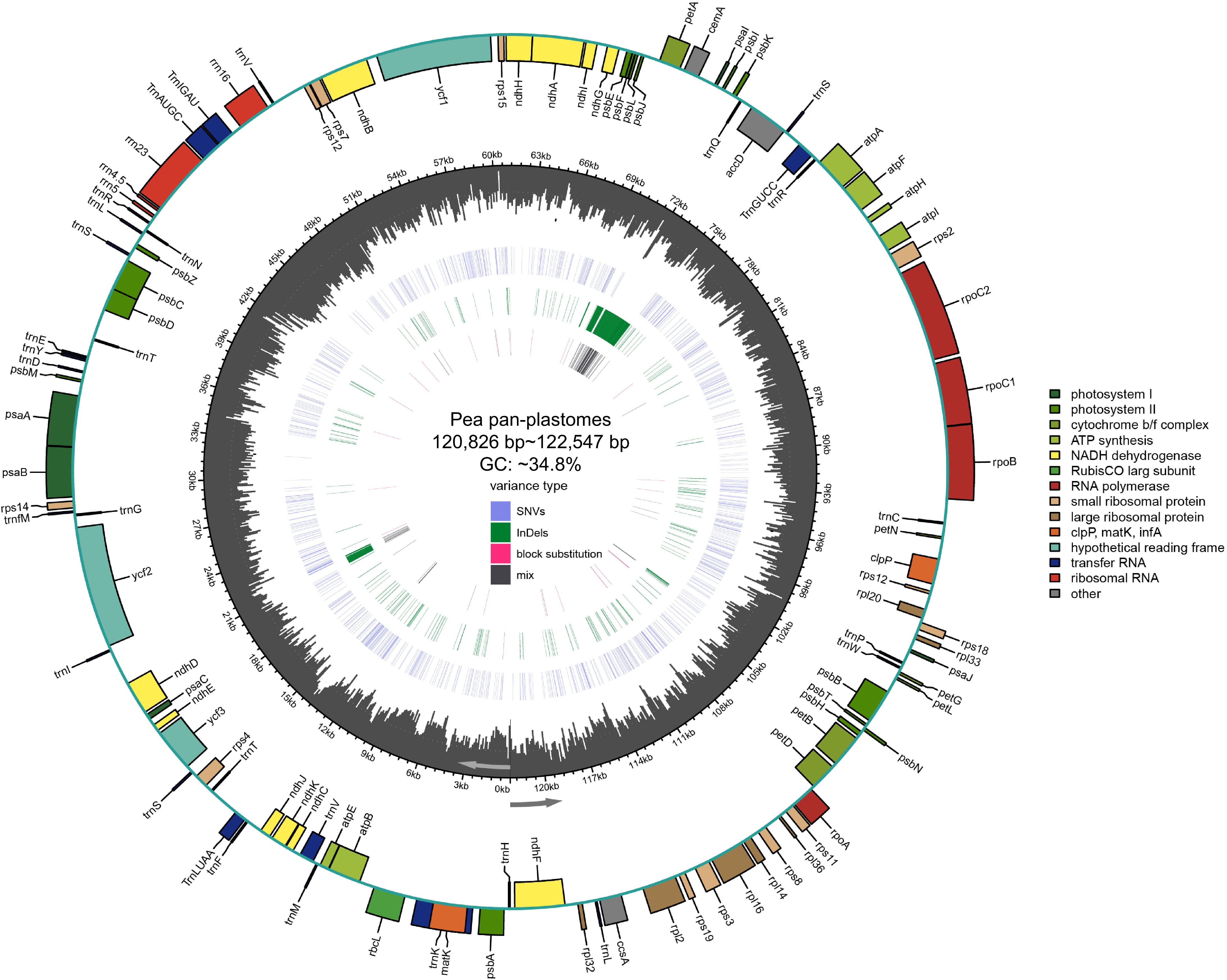 The Mendelian pea pan-plastome insights into genomic structure ...