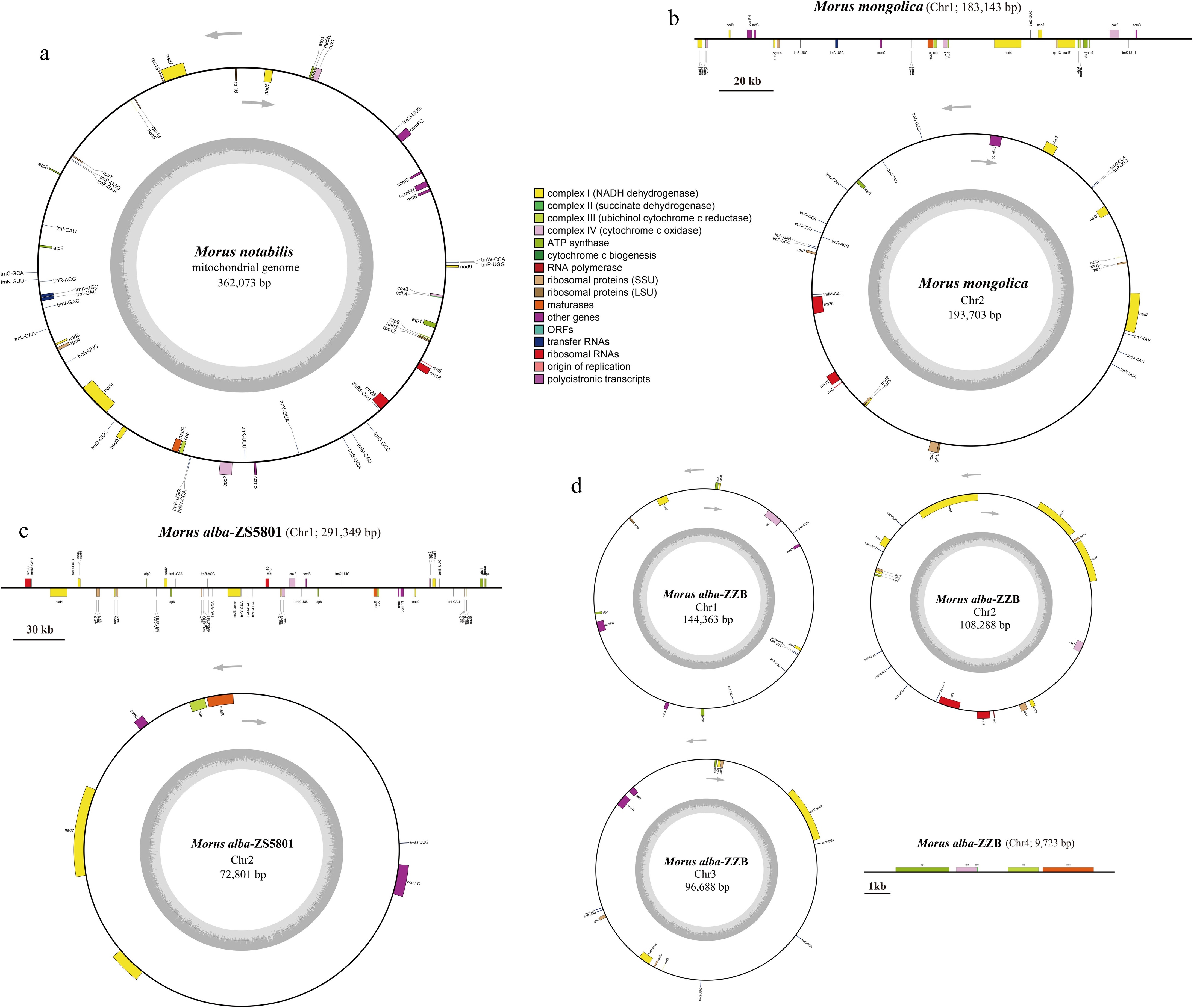 Long repeat sequences mediated multiple mitogenome conformations of ...