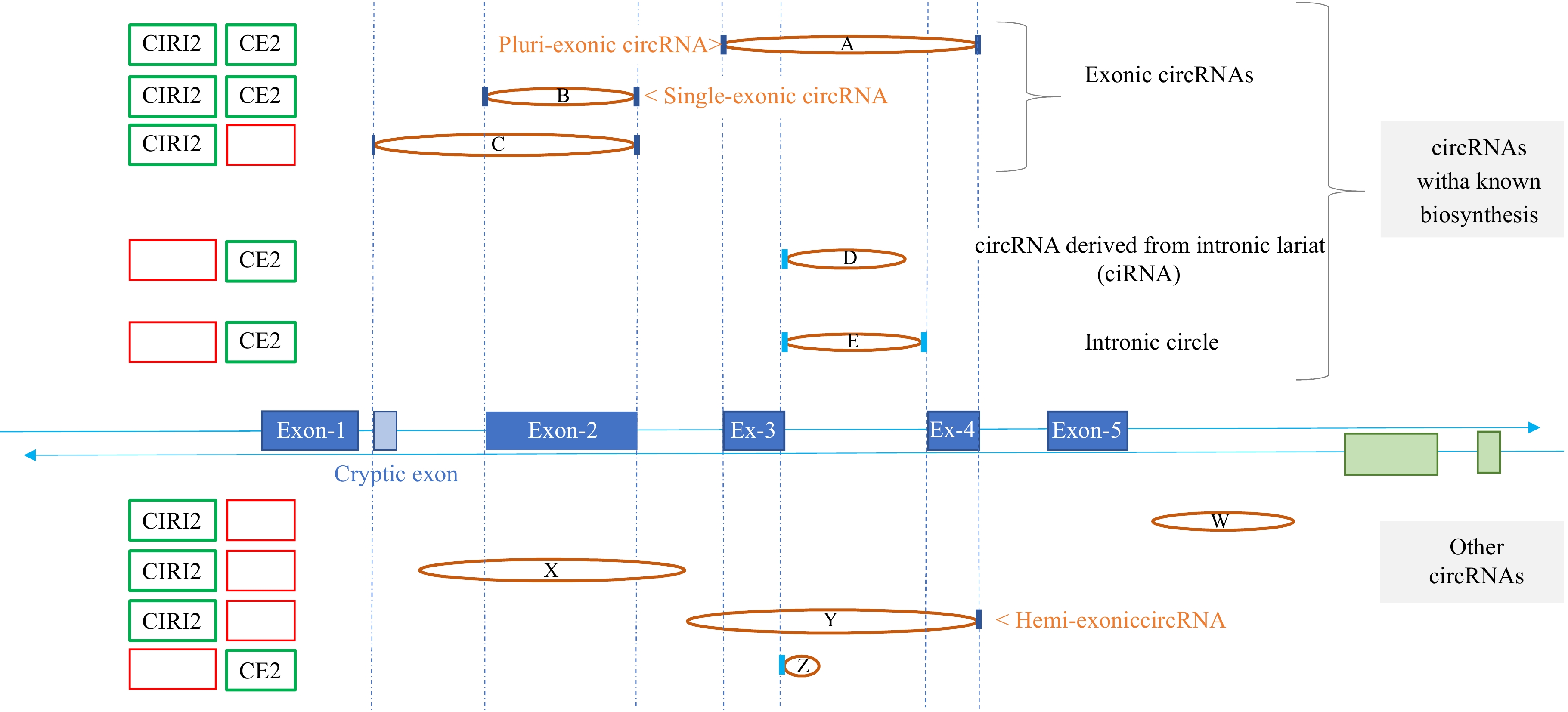 Circular RNA and backsplicing unraveling the real, the misconceptions ...