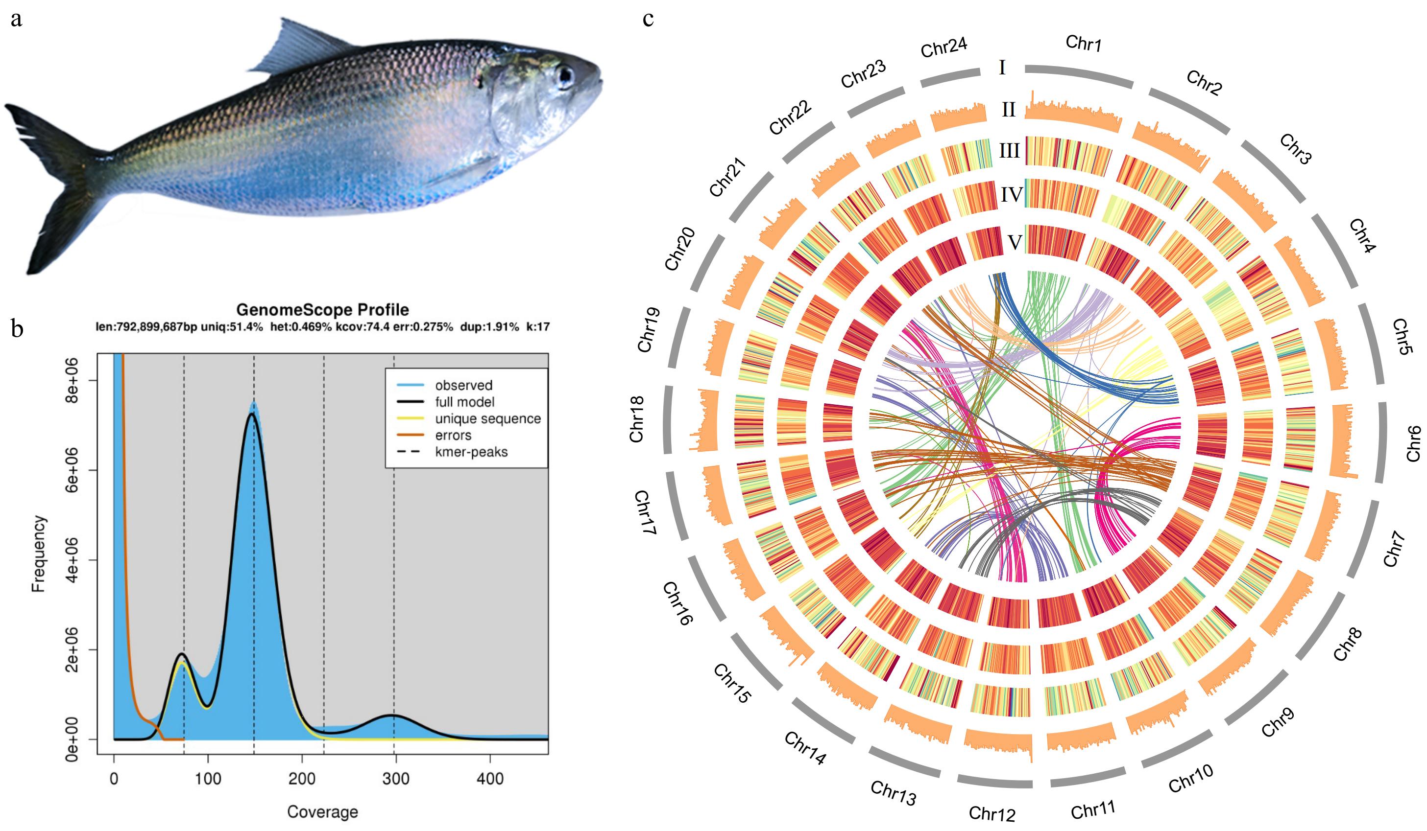 A chromosomal-level genome assembly of the American shad insights into ...