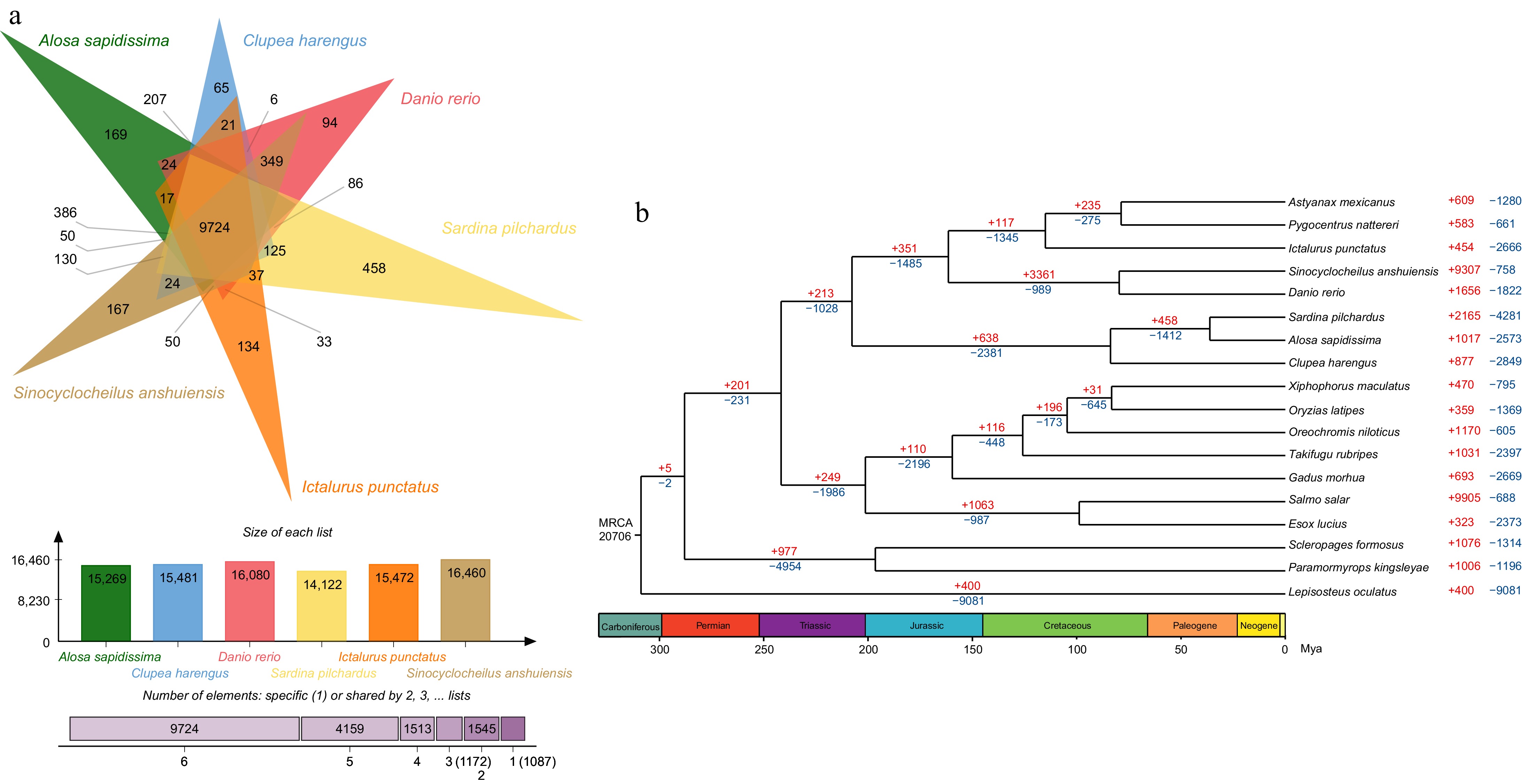 A chromosomal-level genome assembly of the American shad insights into ...