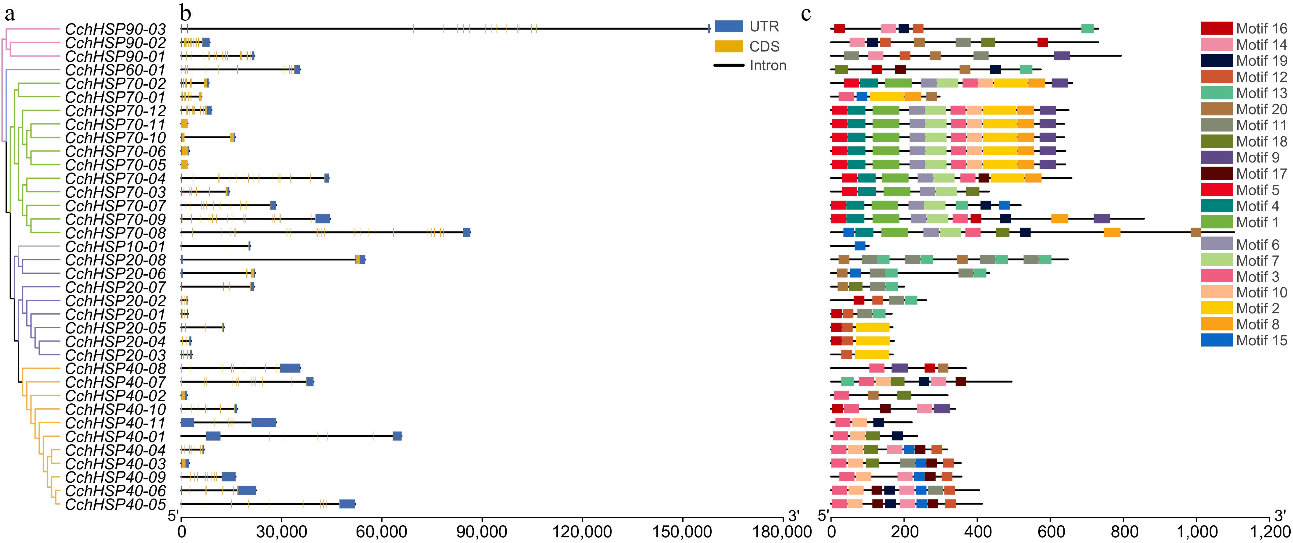 Comprehensive genomic profiling and expression dynamics of the HSP gene ...