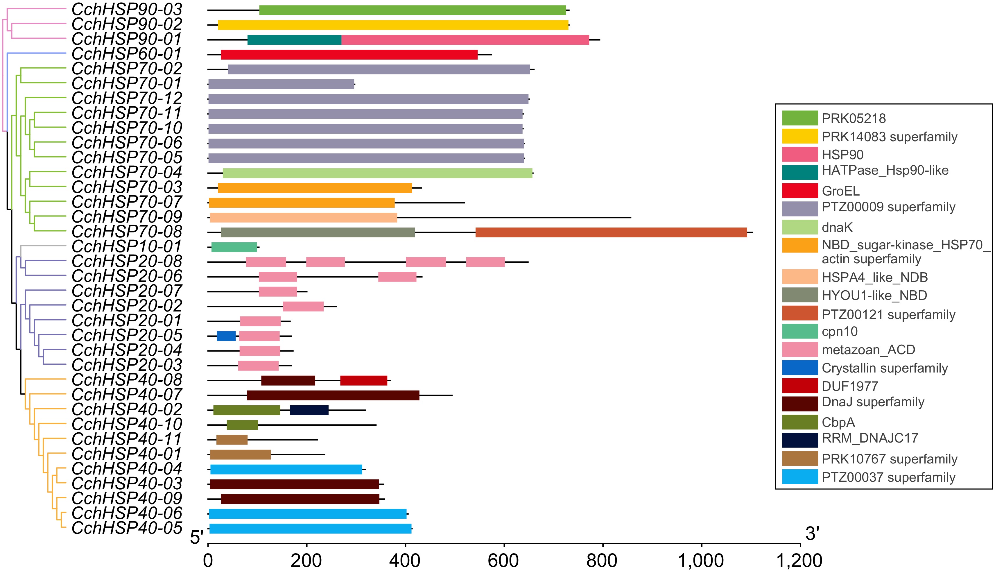 Comprehensive genomic profiling and expression dynamics of the HSP gene ...