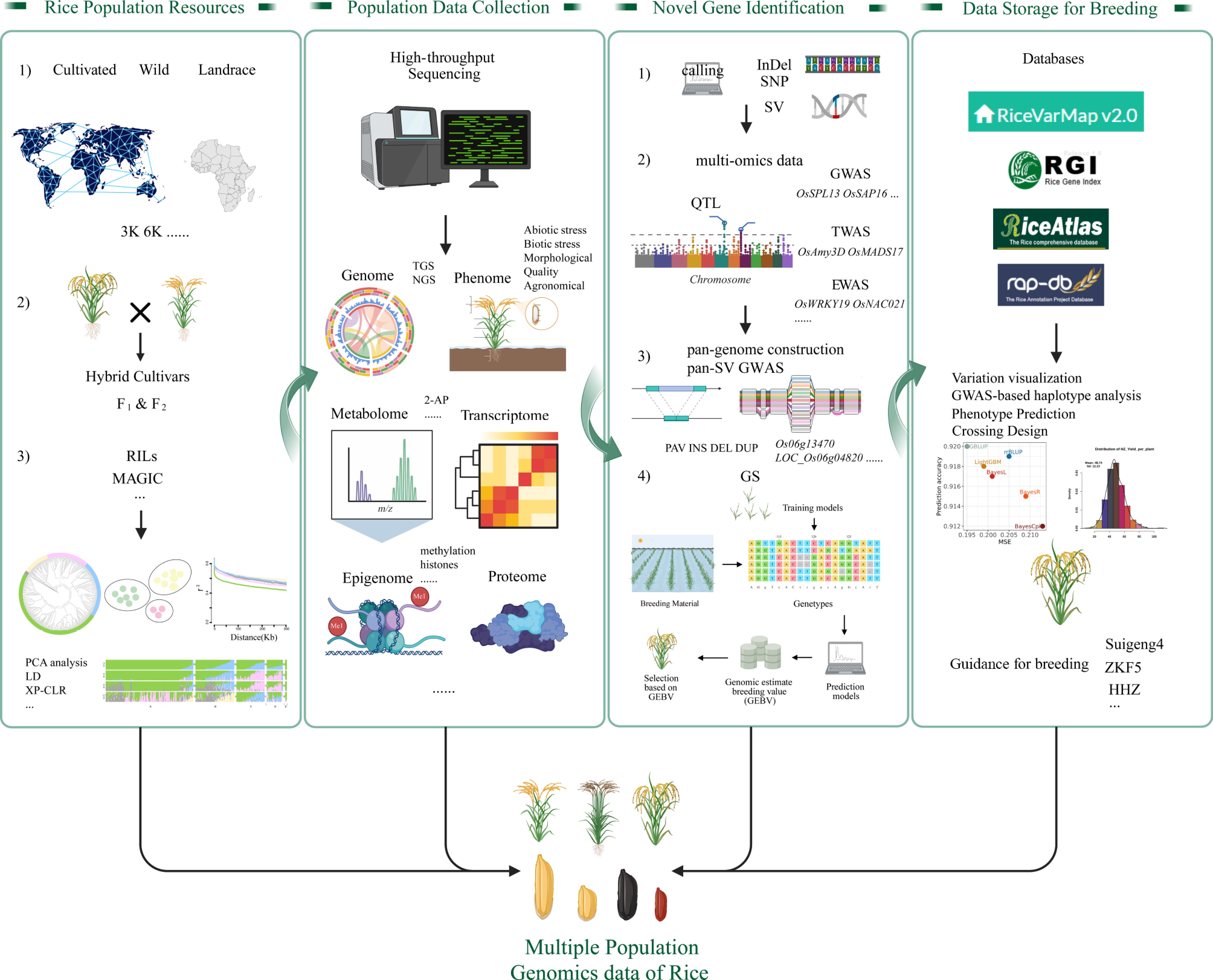 Unlocking rice's genetic potential big data-driven insights from ...