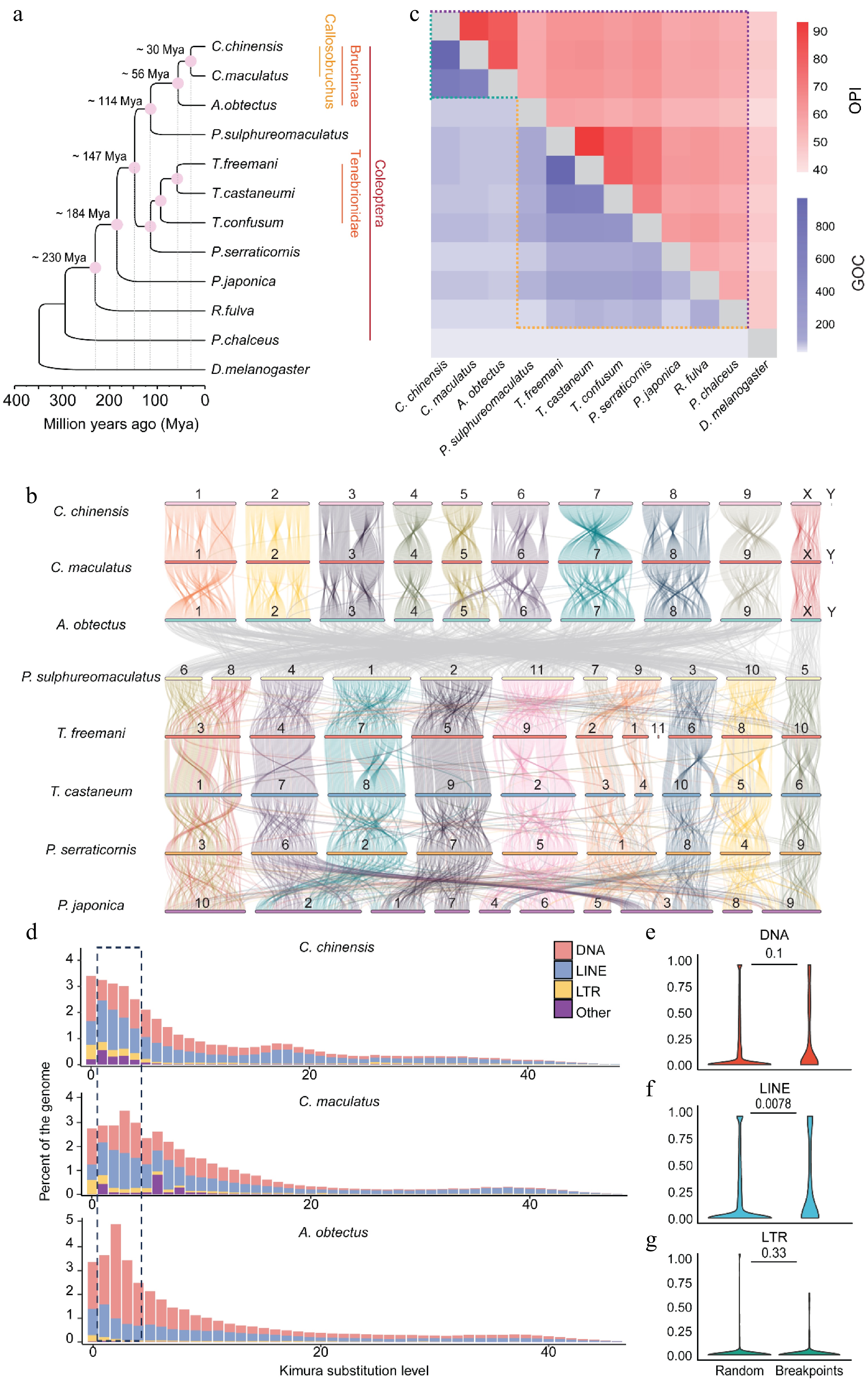 Chromosome-level genomes of Bruchinae reveal the rapid evolution of sex chromosomes and sex ...
