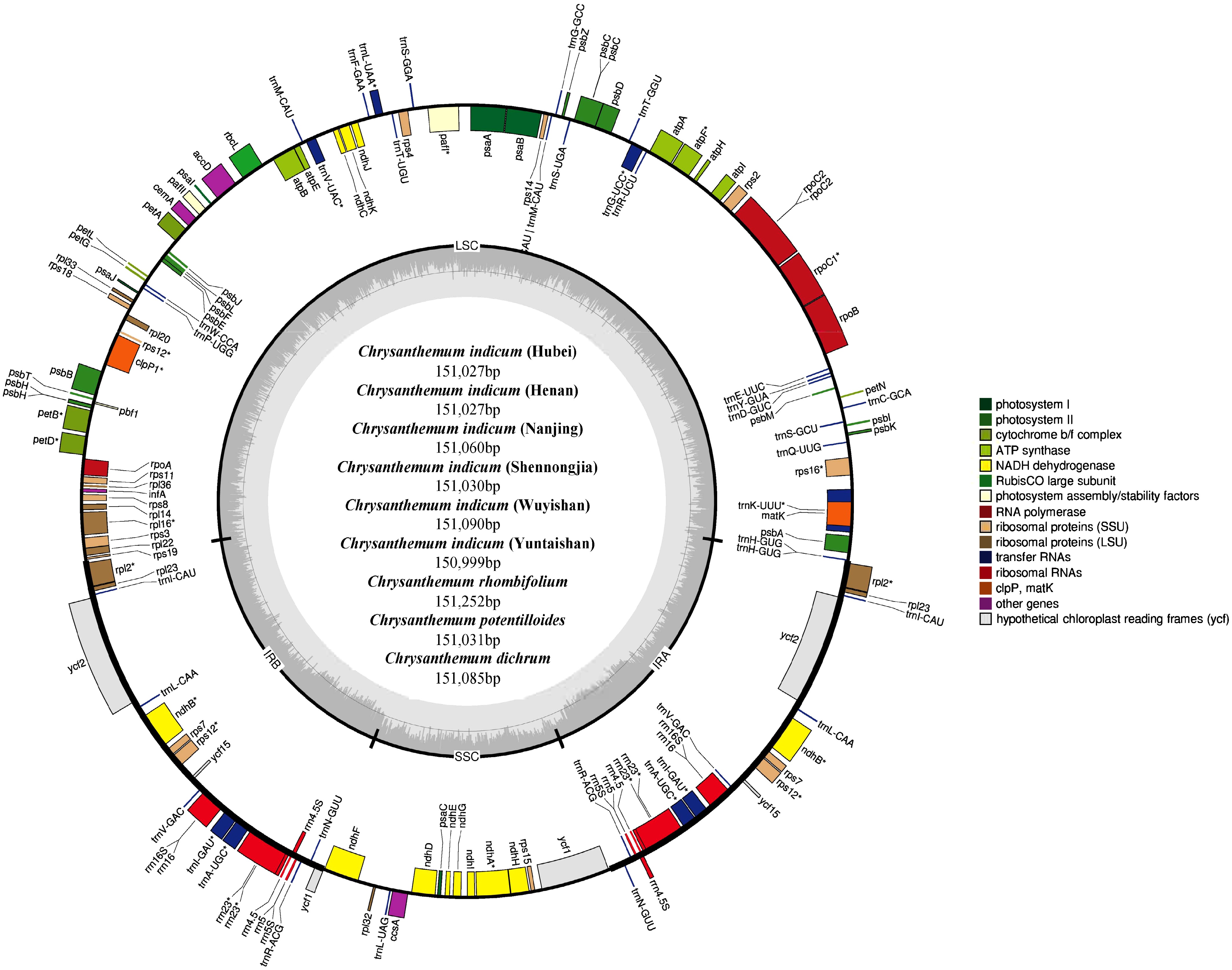 Chloroplast phylogenomics reveals the maternal ancestry of cultivated ...